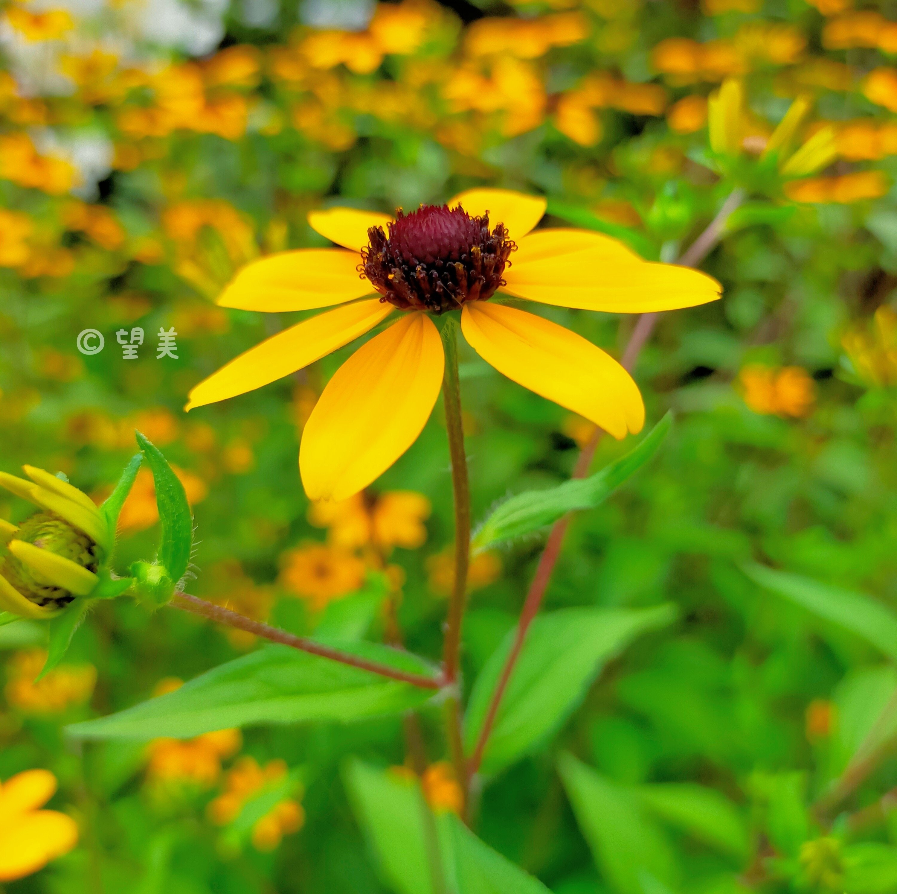 おはようございます(*´︶`*)黄の強し 命咲ききれ ルドベキア .*･ﾟ .*･ﾟ .*･ﾟ｜望美【花写真・棚田写真】