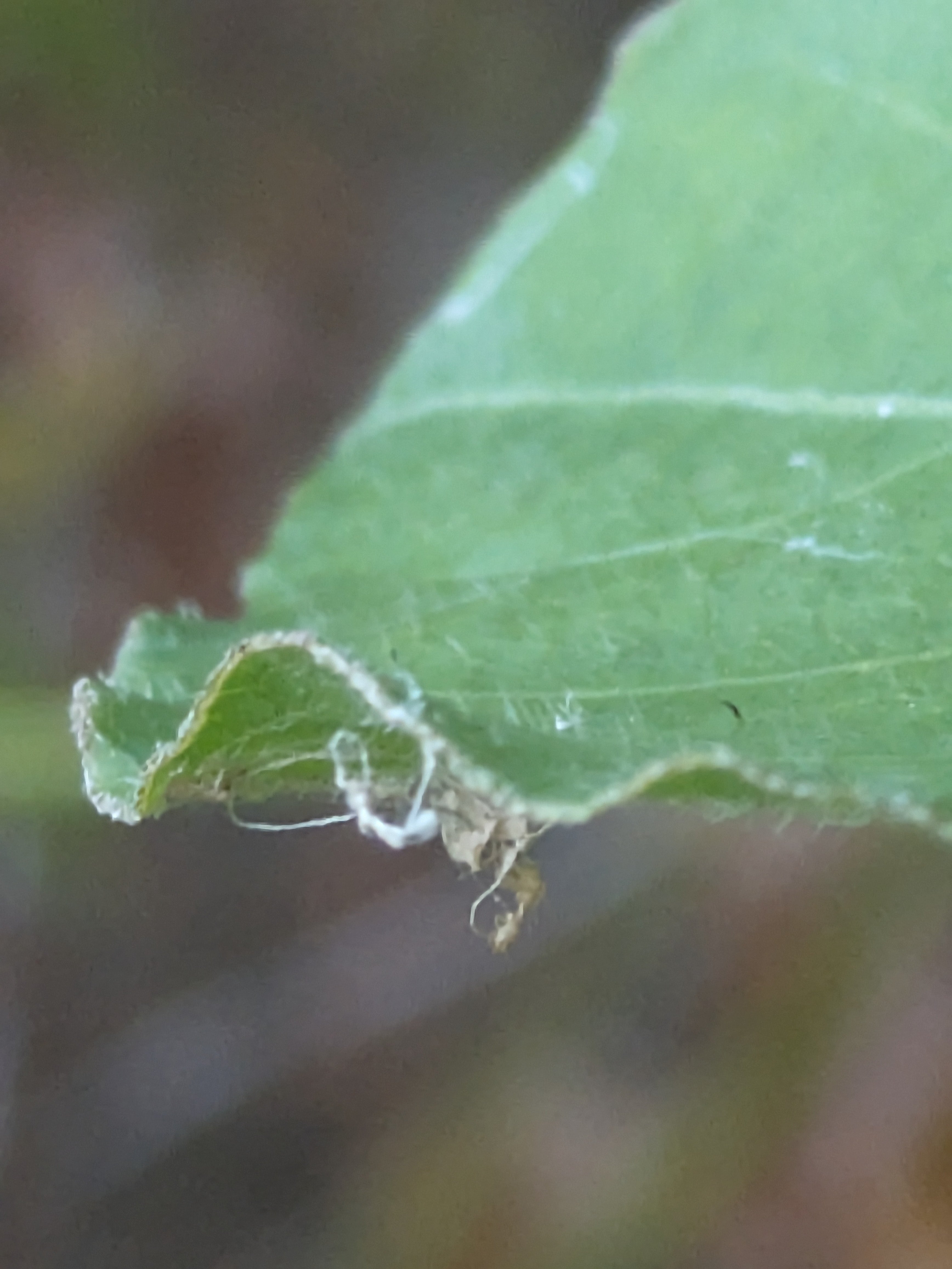 気になる ①｜ichiro70