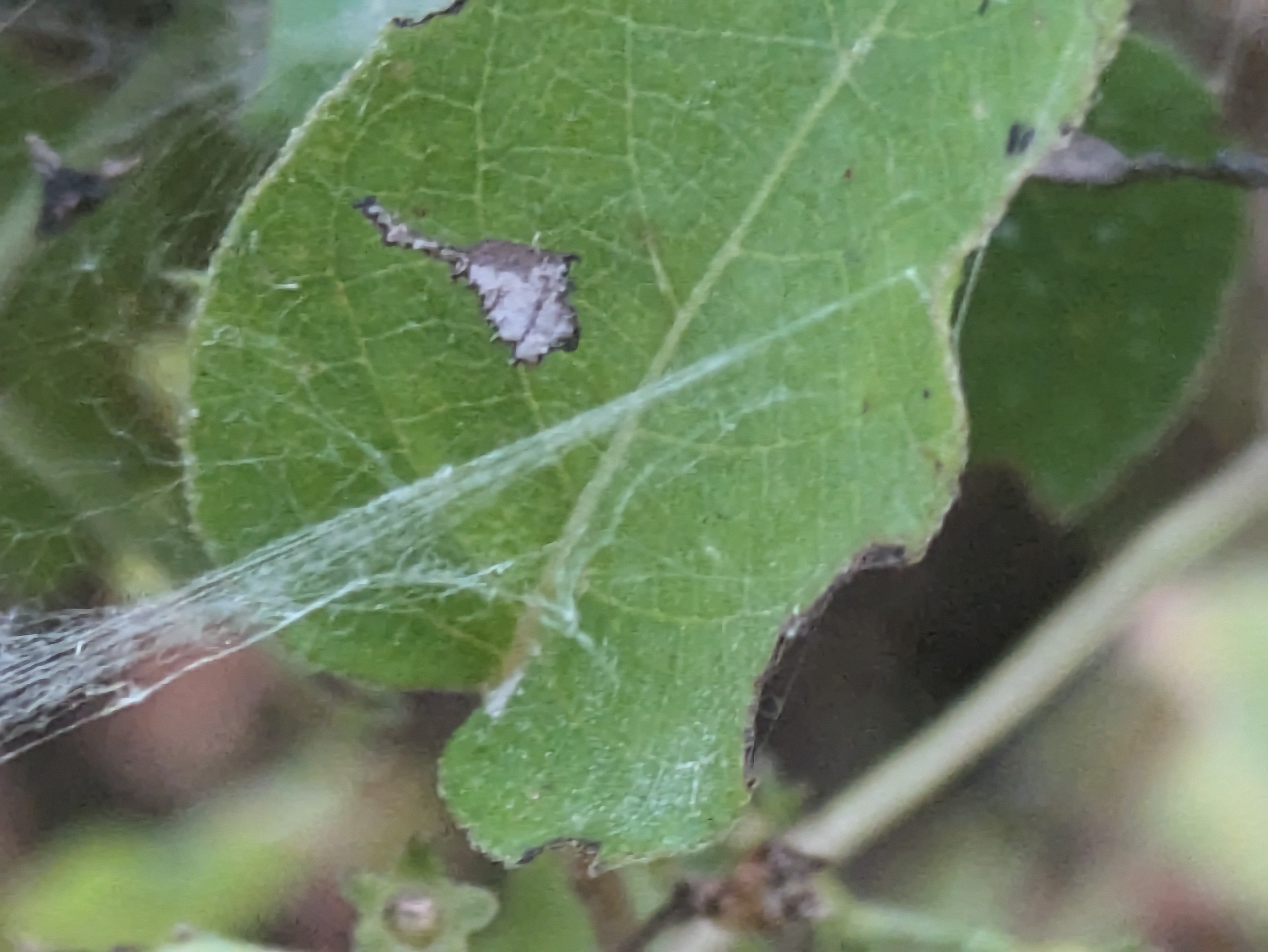 気になる ①｜ichiro70