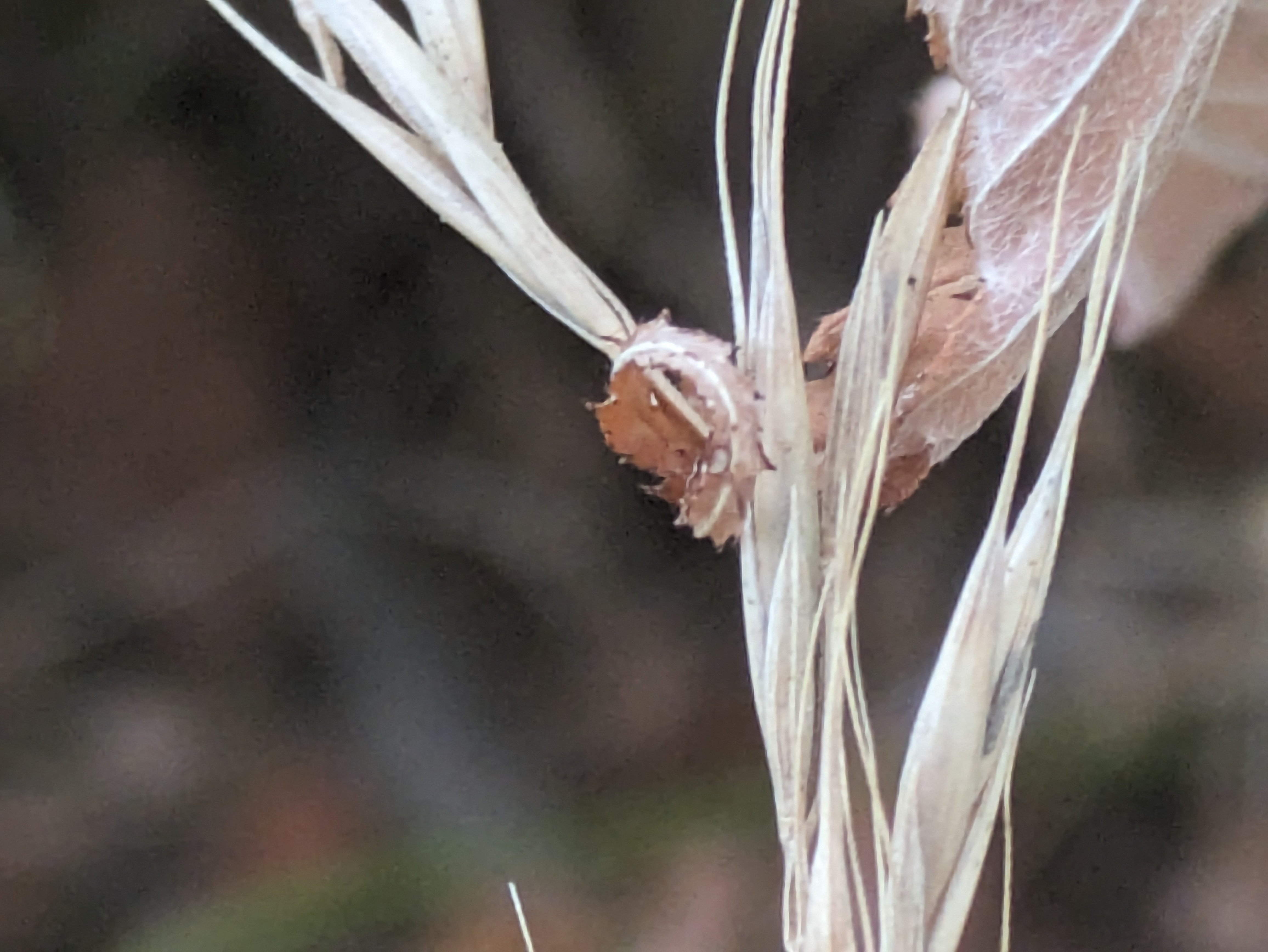 気になる ②｜ichiro70