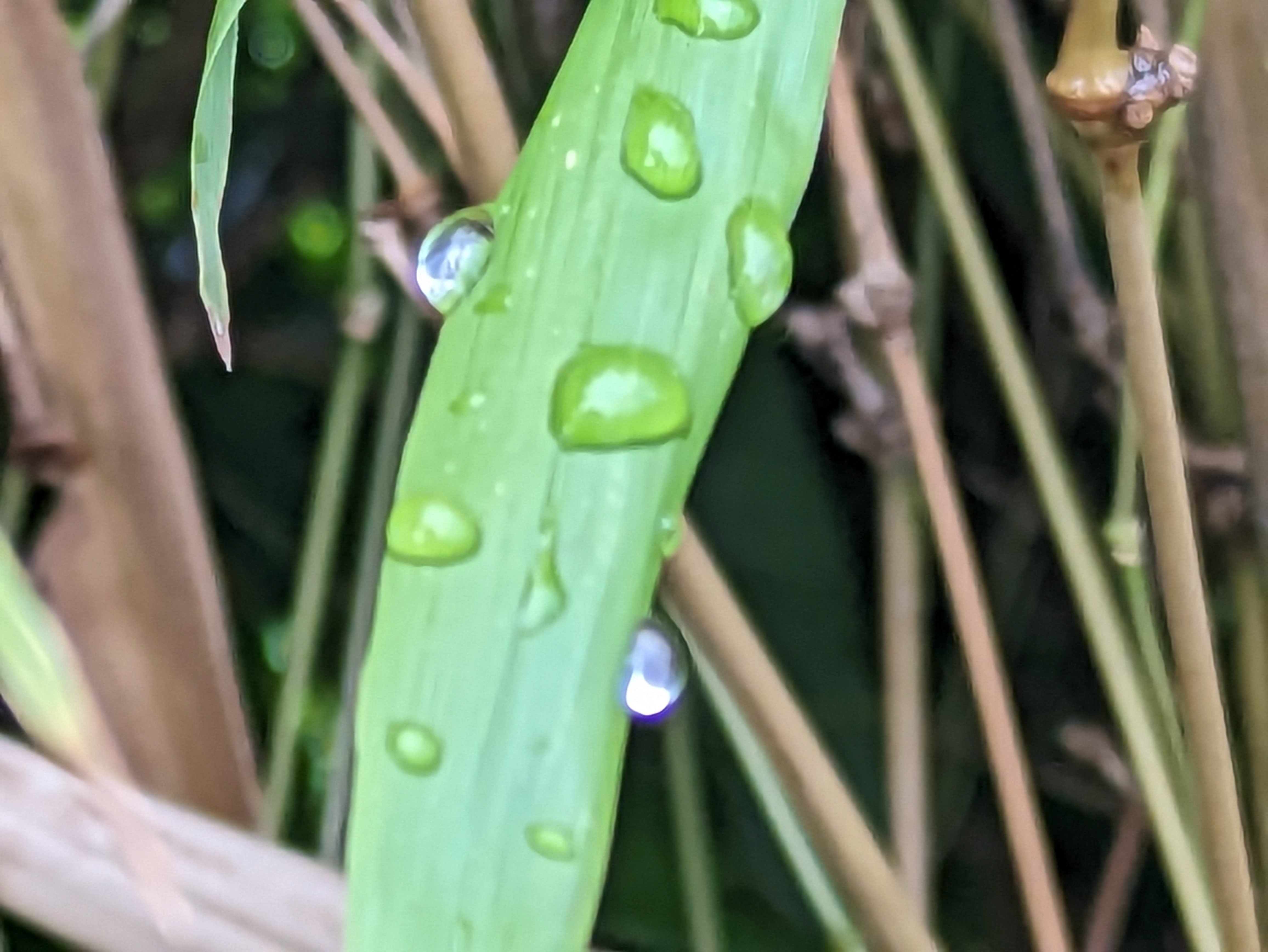 午後のにわか雨のあとに…②｜ichiro70