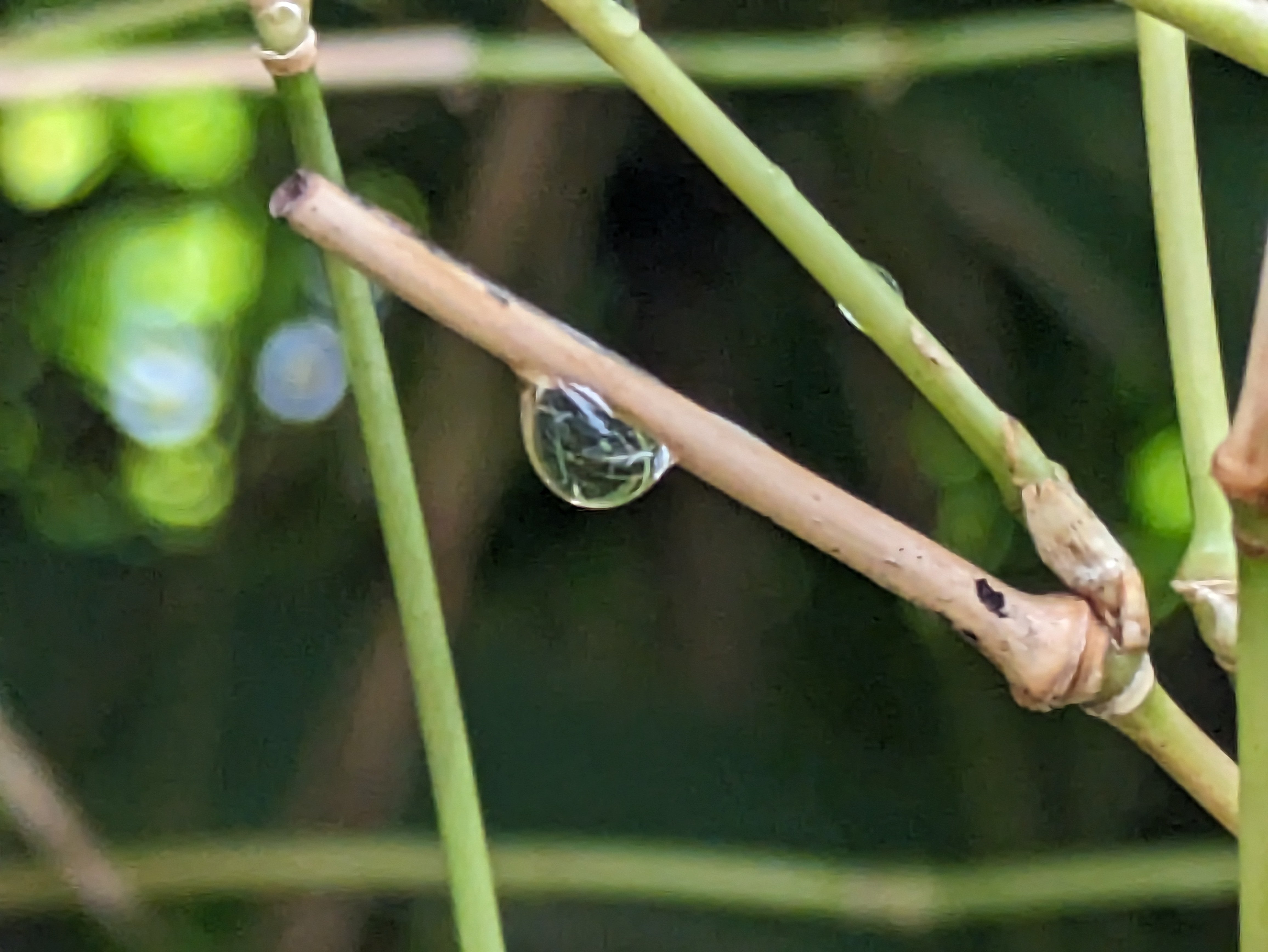 午後のにわか雨のあとに…③｜ichiro70