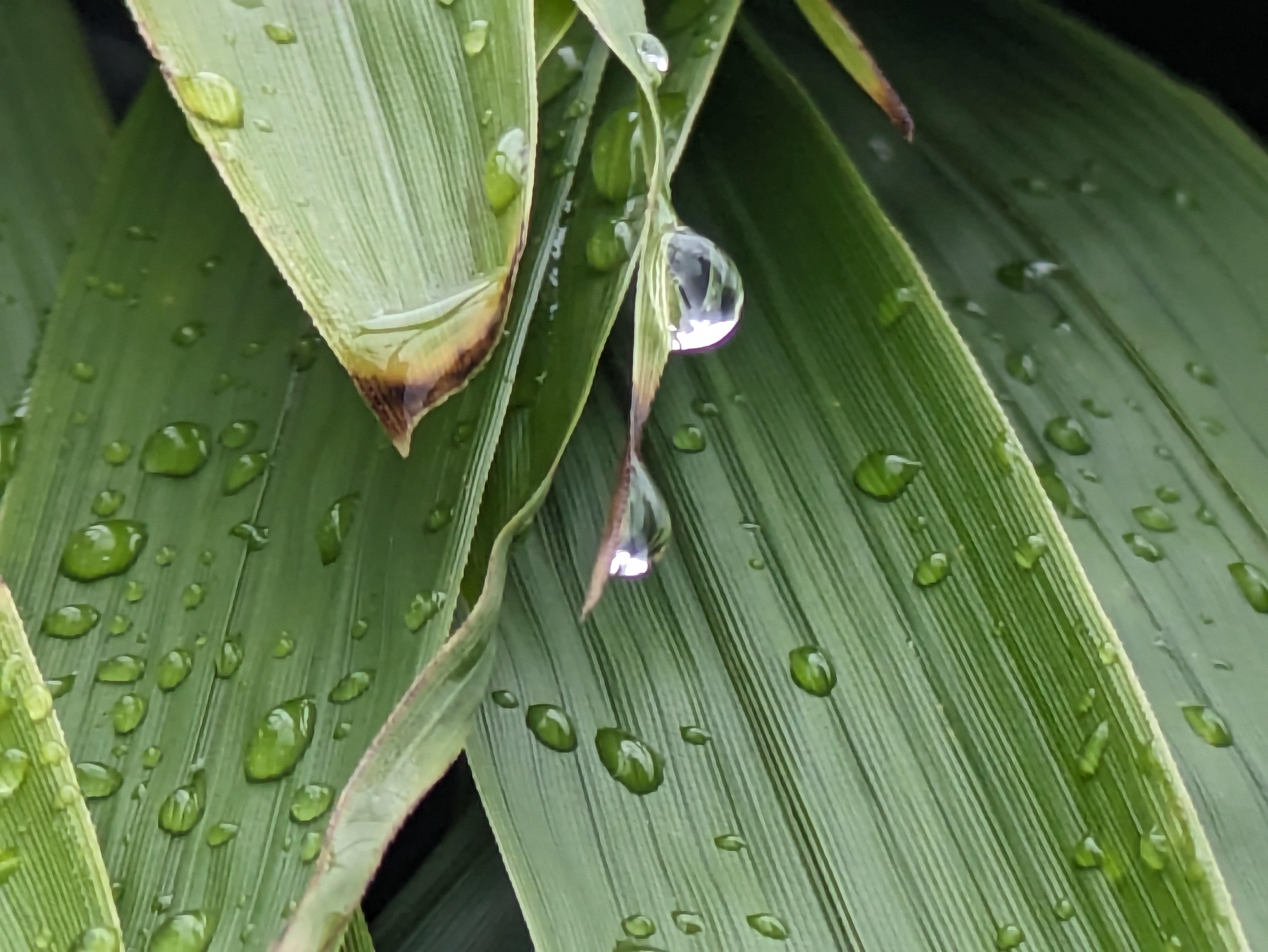 午後のにわか雨のあとに…③｜ichiro70