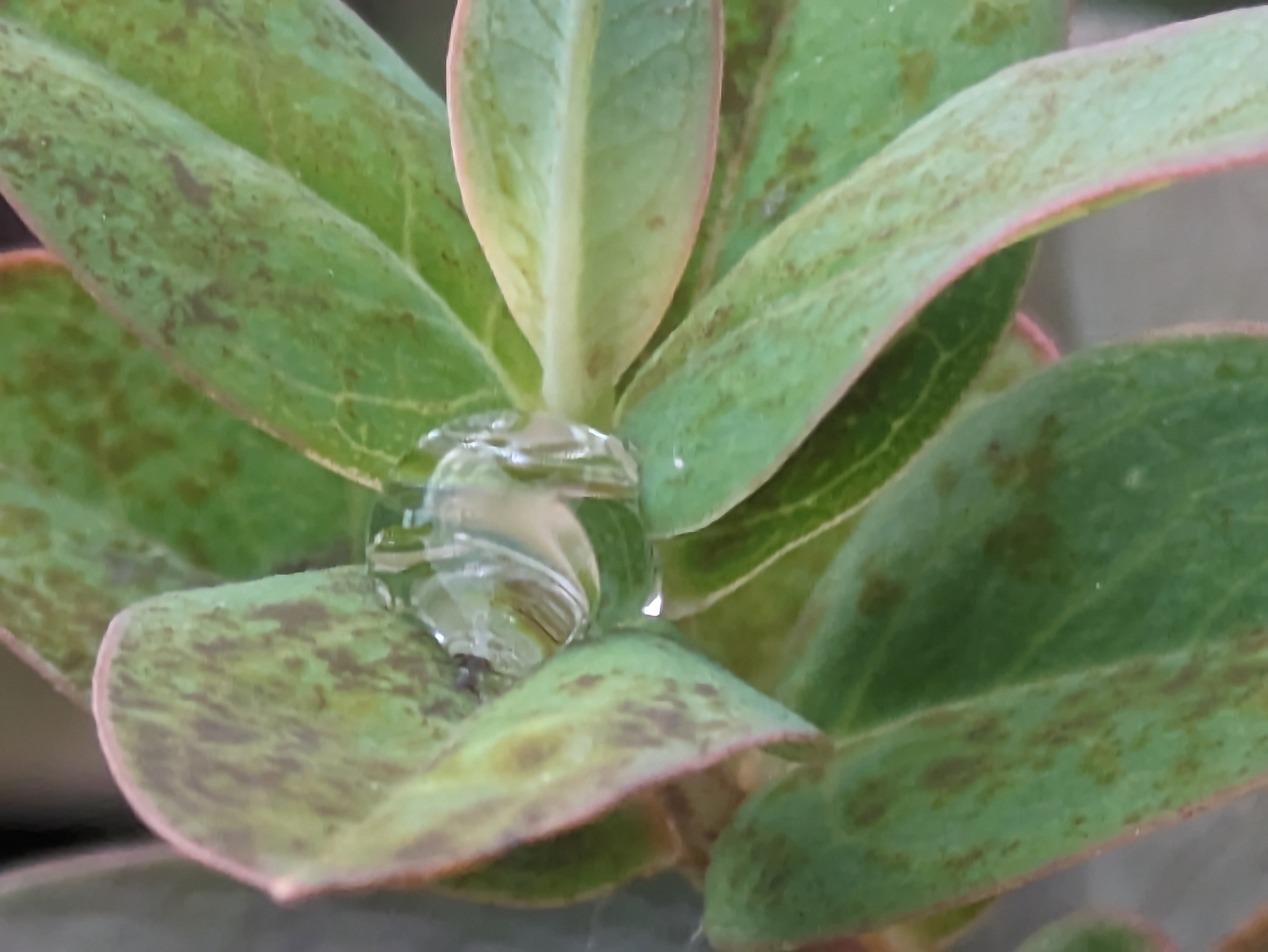 カゼニモマケズ｜ichiro70