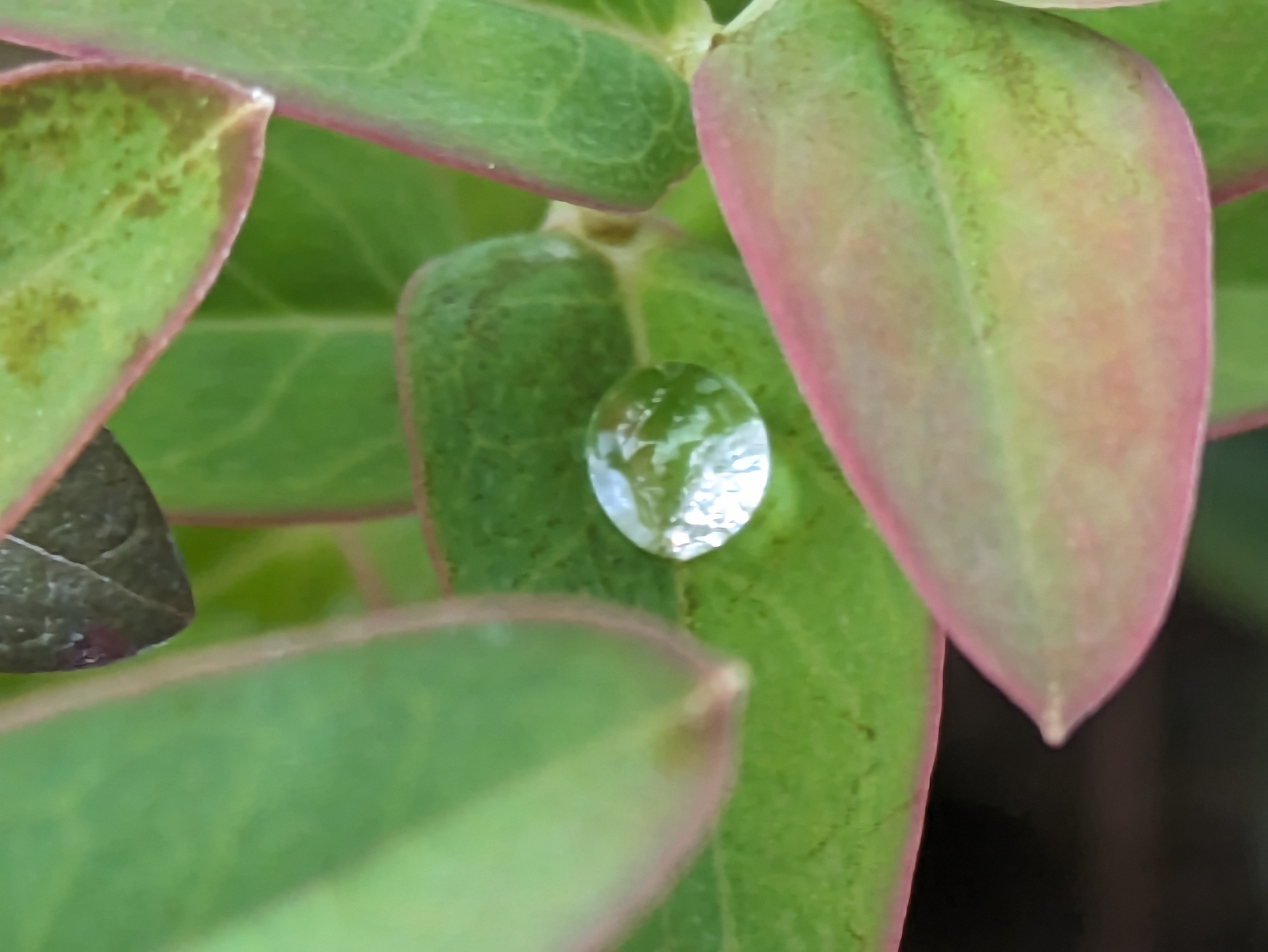 カゼニモマケズ｜ichiro70