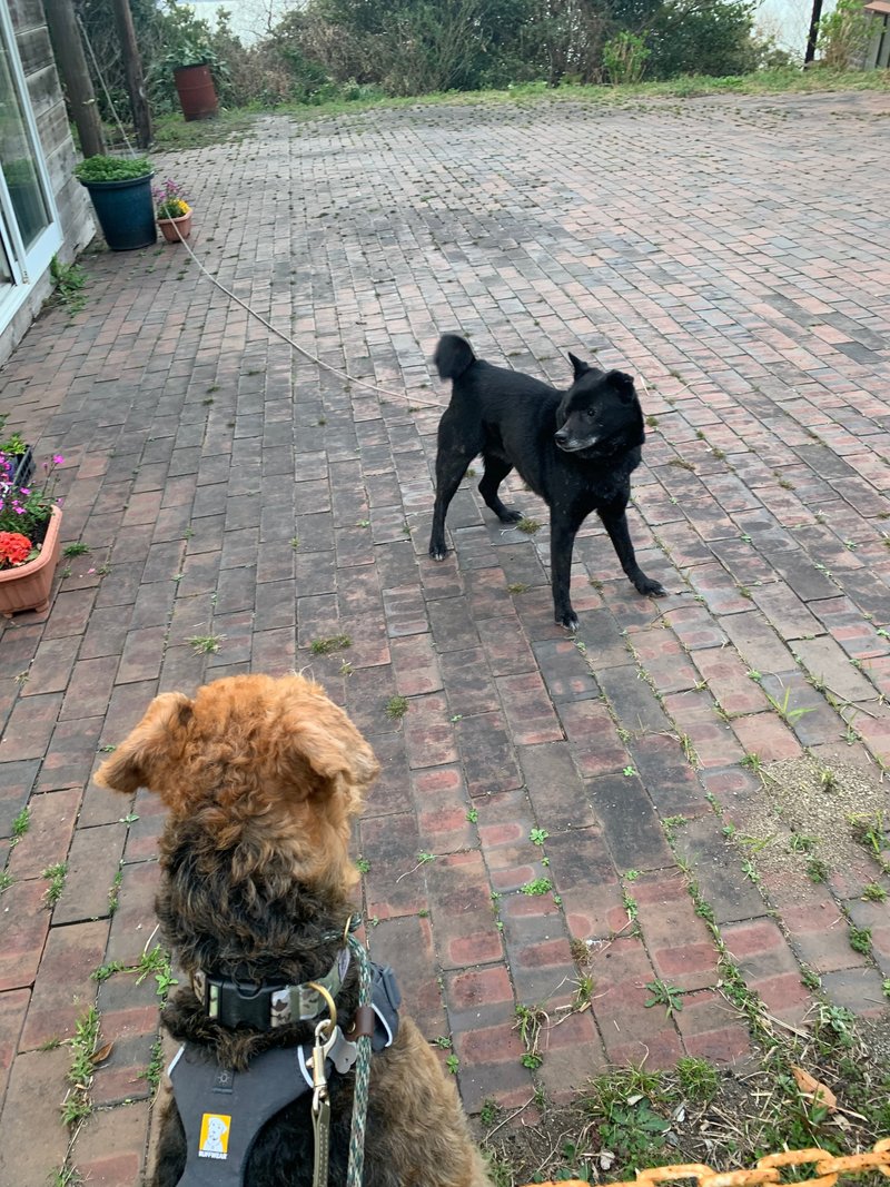 20230317 甲斐犬モモちゃん｜storm.airedaleterrier