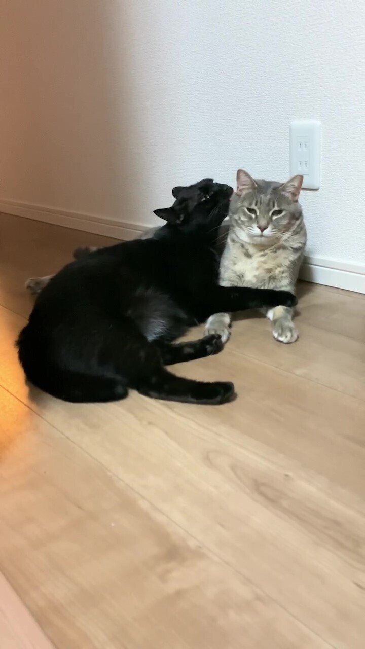 仲良くしあわせに暮らしてま～す(=^..^=)ﾐｬｰ💓｜NPO法人あおぞら