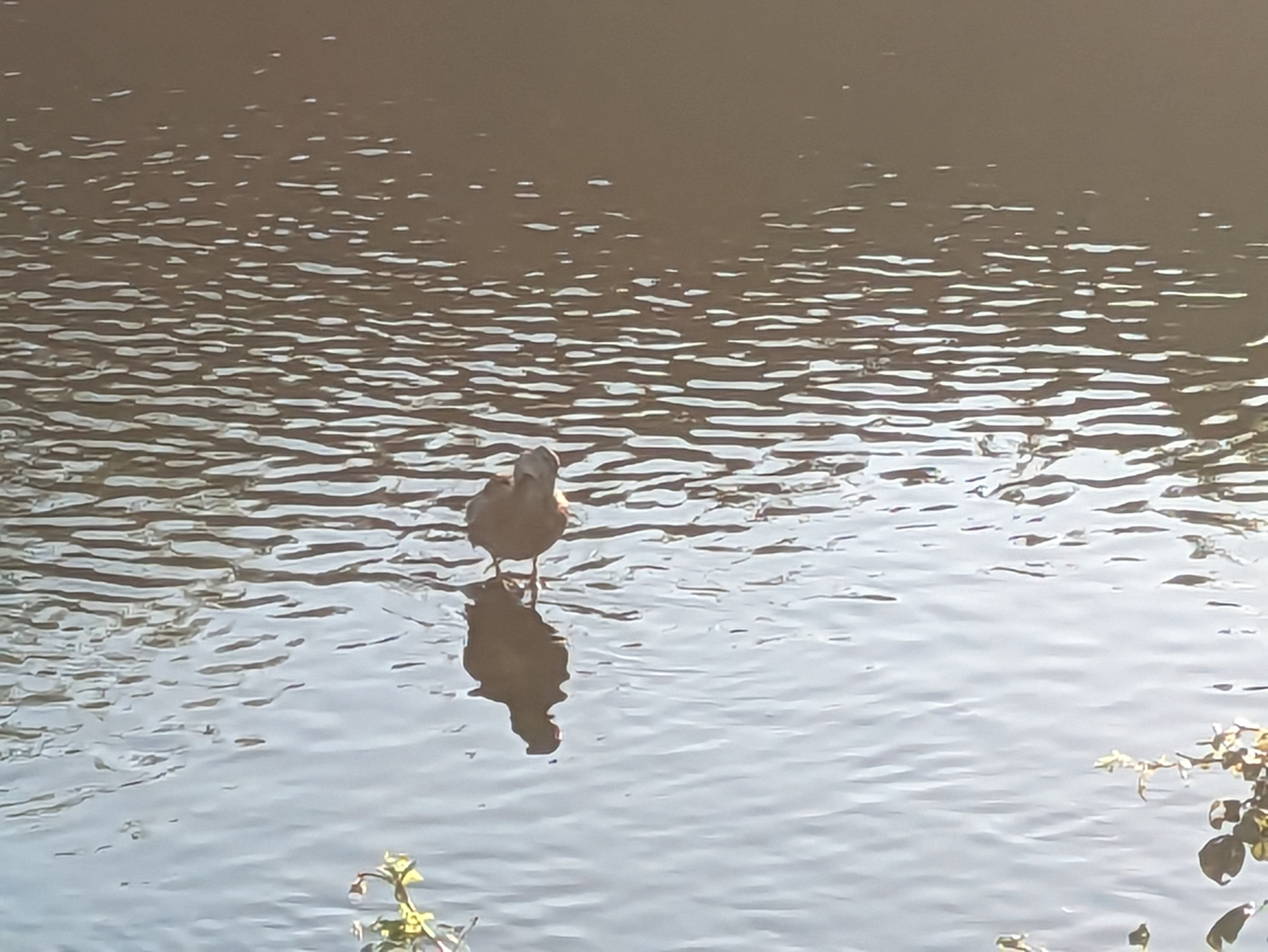 賀茂川｜ichiro70