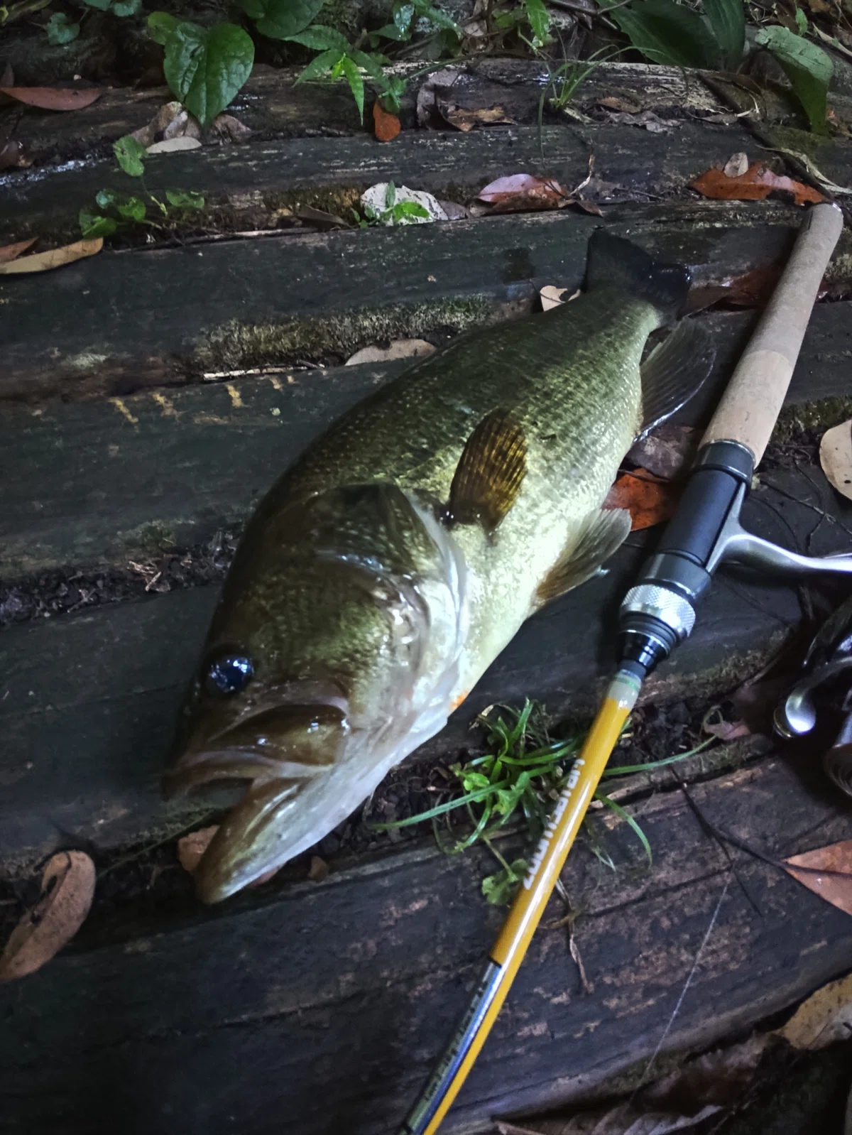Bassfishing in TAIRO-IKE｜stumpmaster