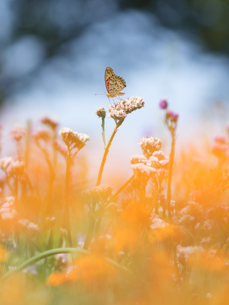 ツマグロヒョウモン｜TAKU