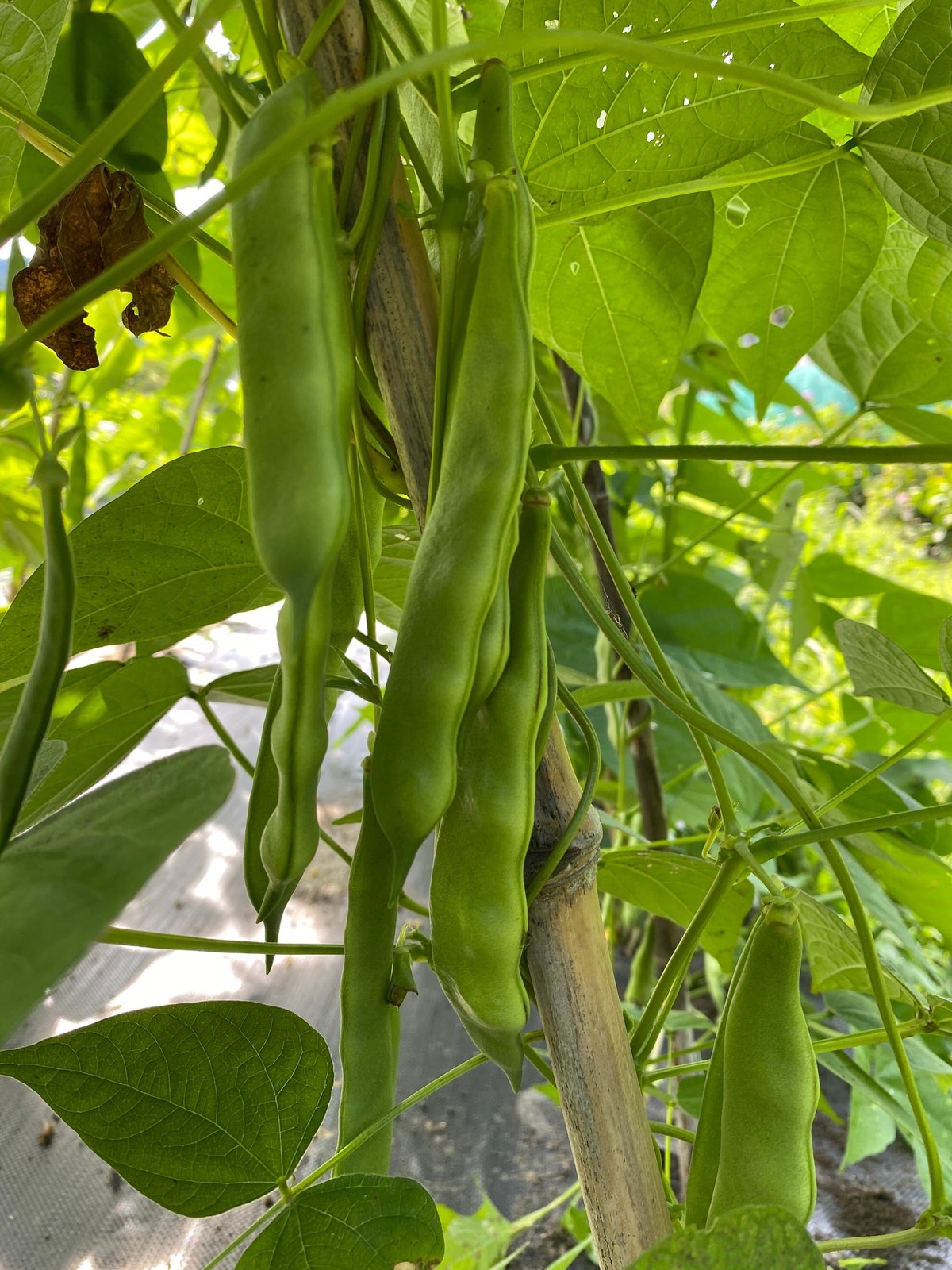 折れた枝から学んだこと｜Dando Mountain Farm