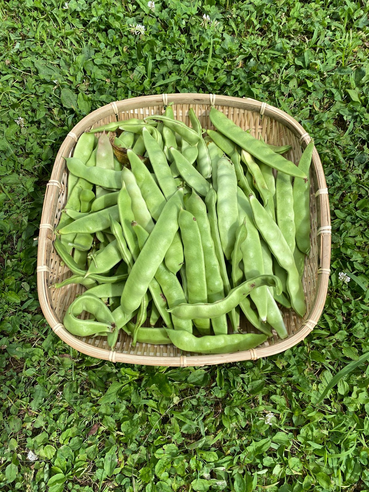 折れた枝から学んだこと｜Dando Mountain Farm