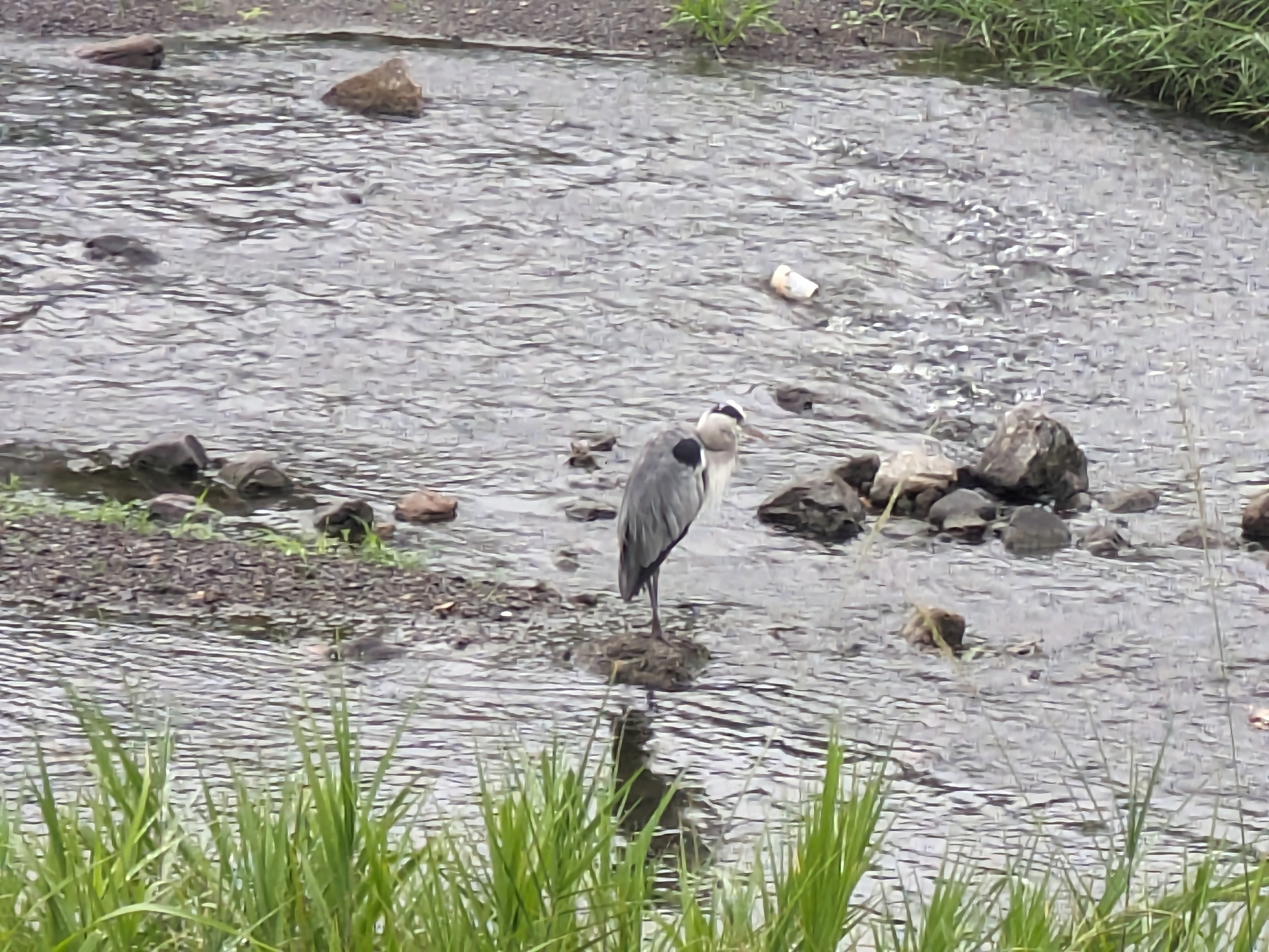 今朝の賀茂川｜ichiro70