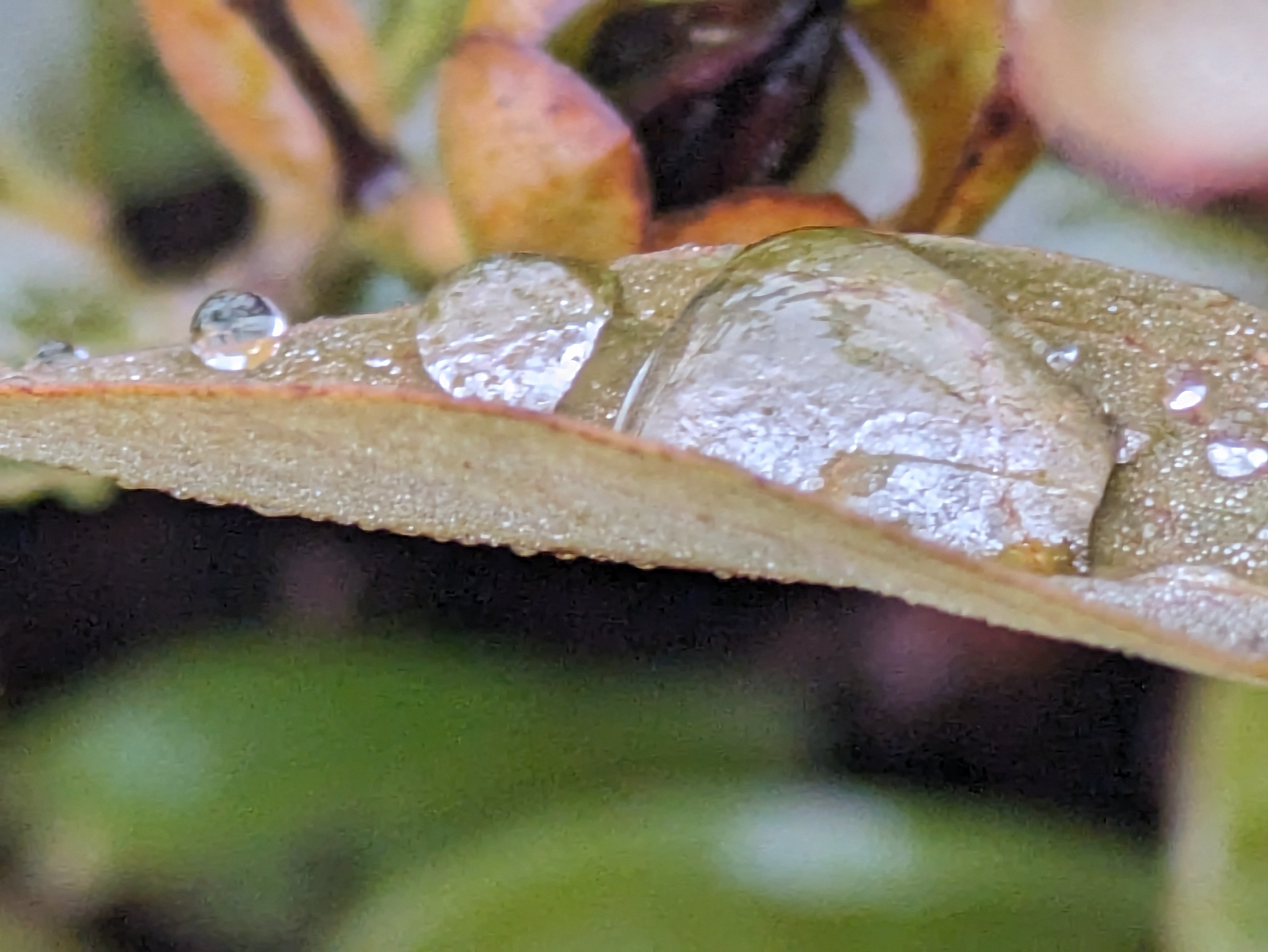 今朝の水滴 ②｜ichiro70