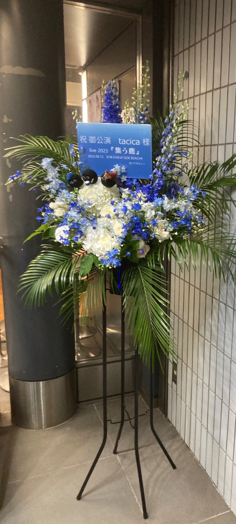 tacica live 2023 『集う鹿』 感想 ライブのみ｜善知鳥 雨人