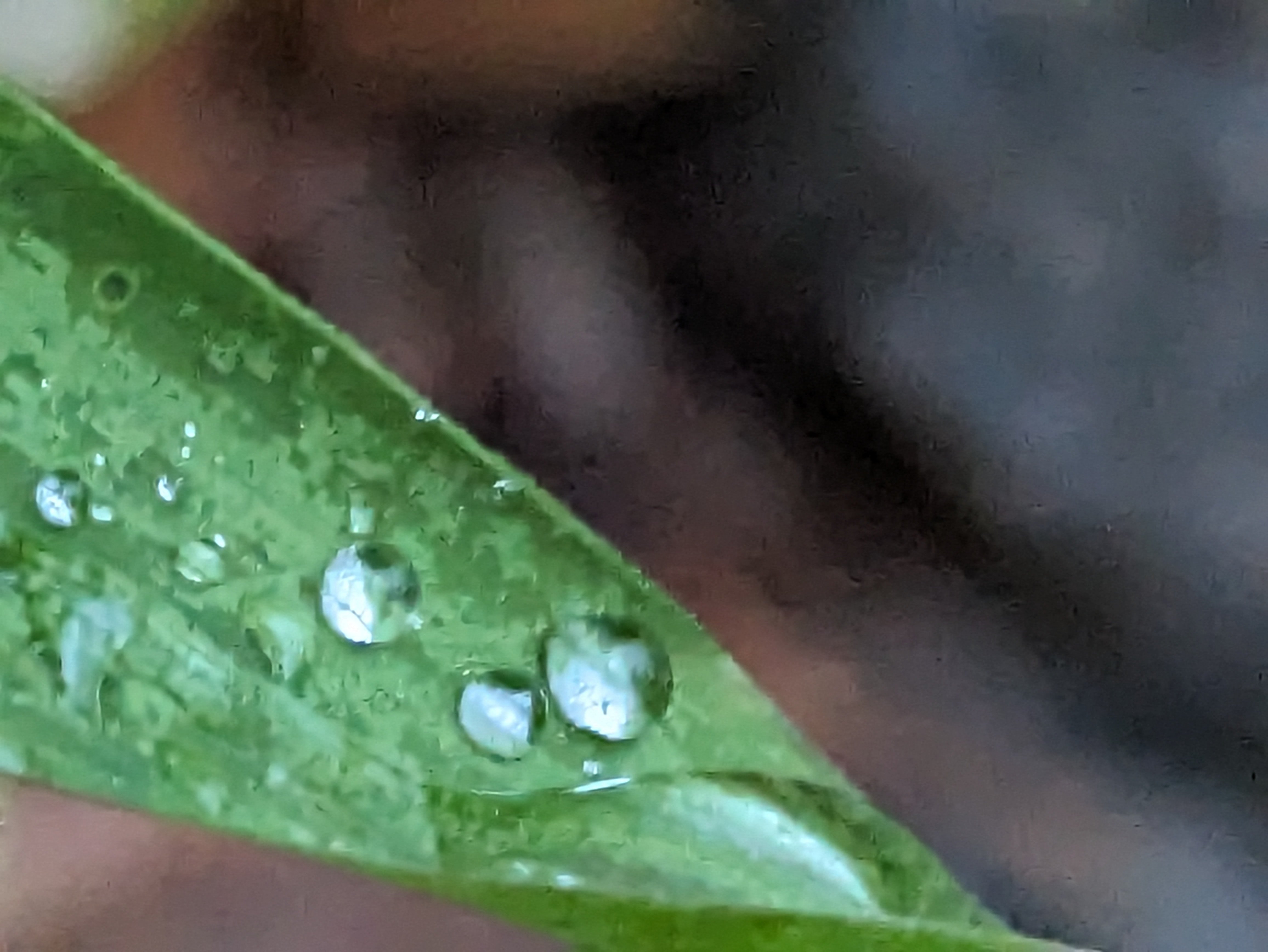 にわか雨のあと｜ichiro70