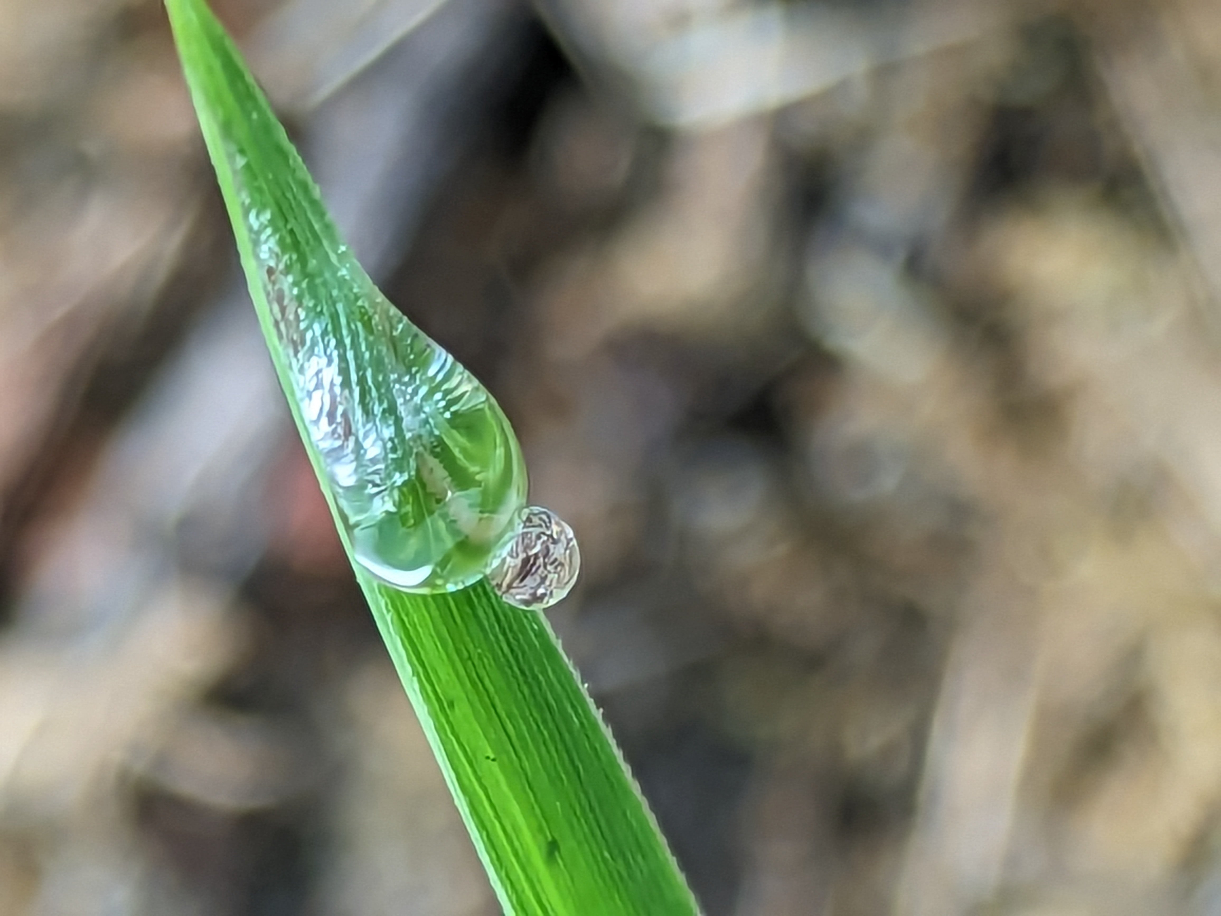 今朝の水滴 ②｜ichiro70