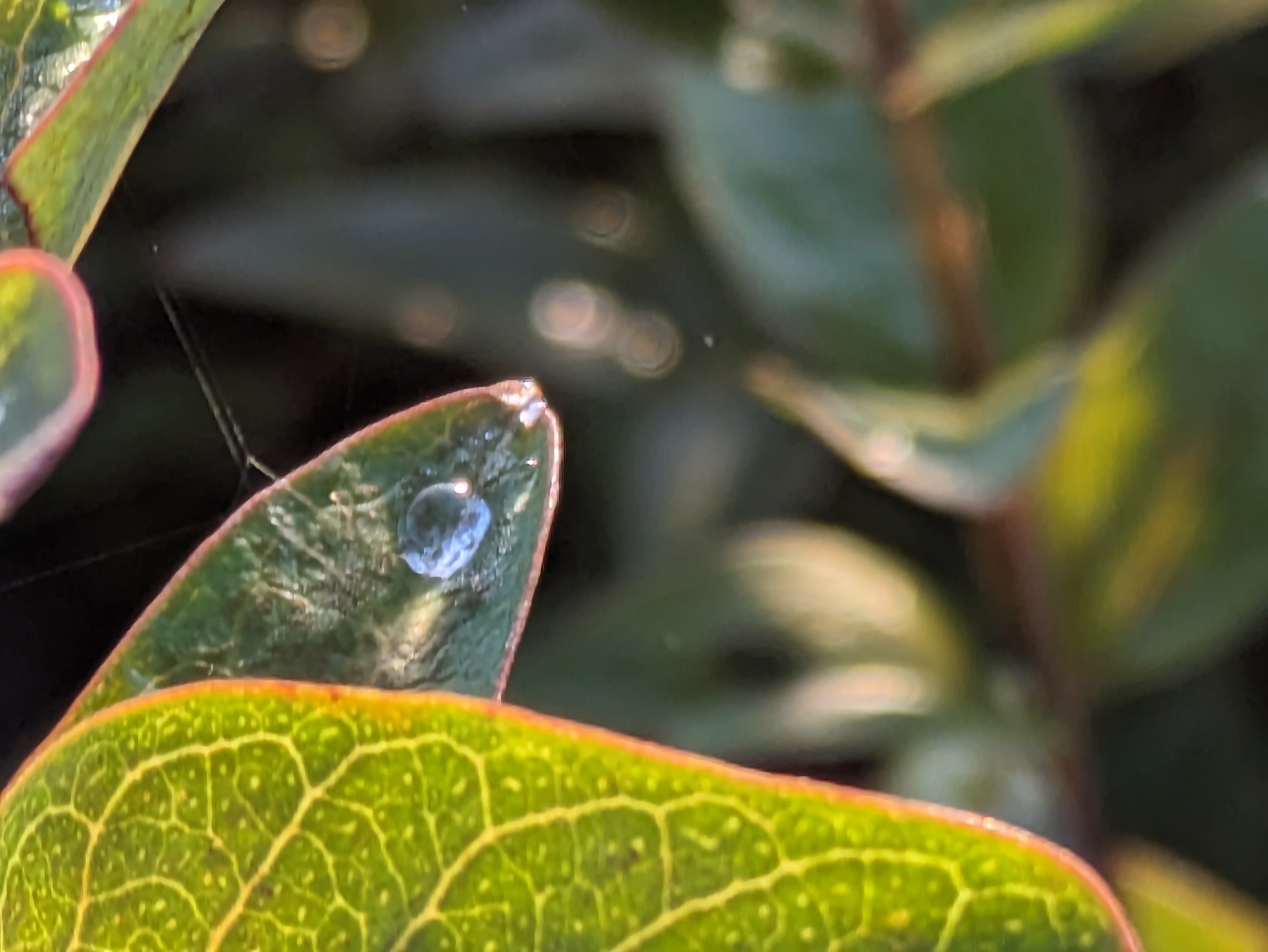 今朝の水滴｜ichiro70