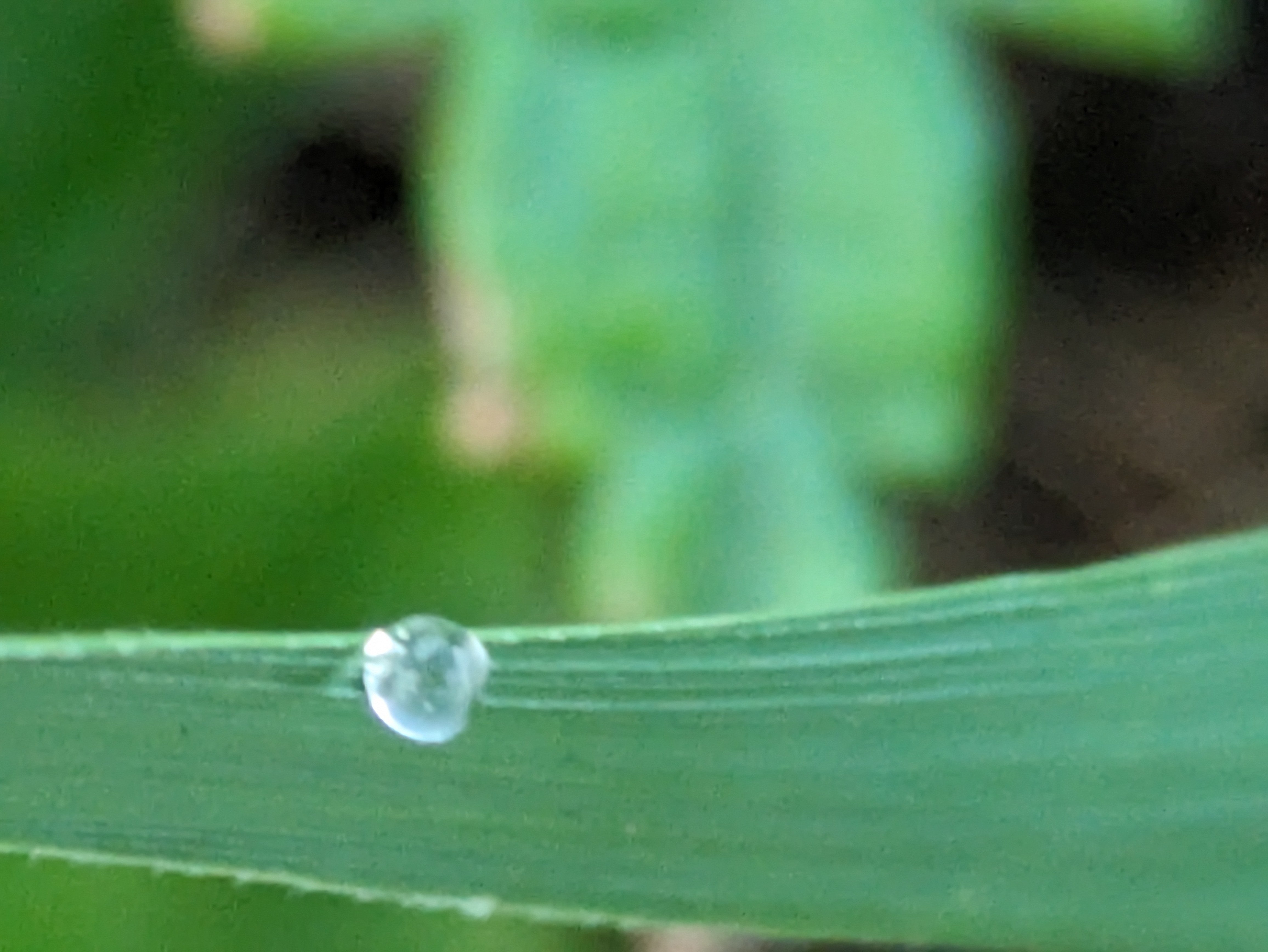 今朝の水滴 ④｜ichiro70