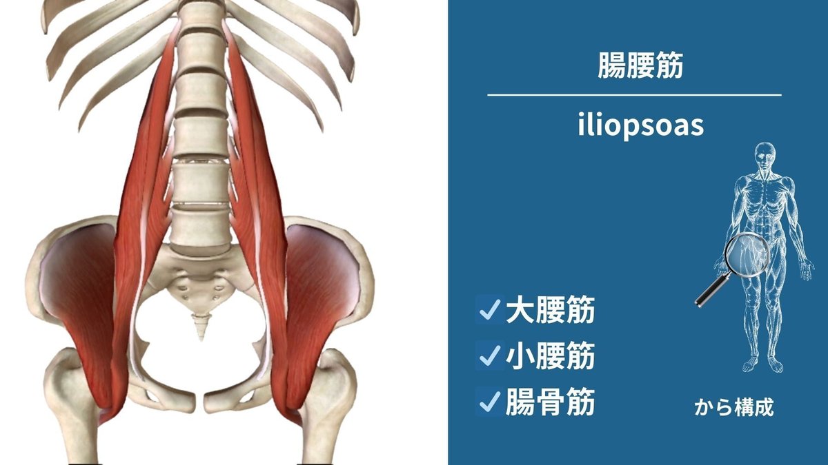 ストレッチポール一本で腸腰筋を最大収縮させる方法｜Synergist lab.
