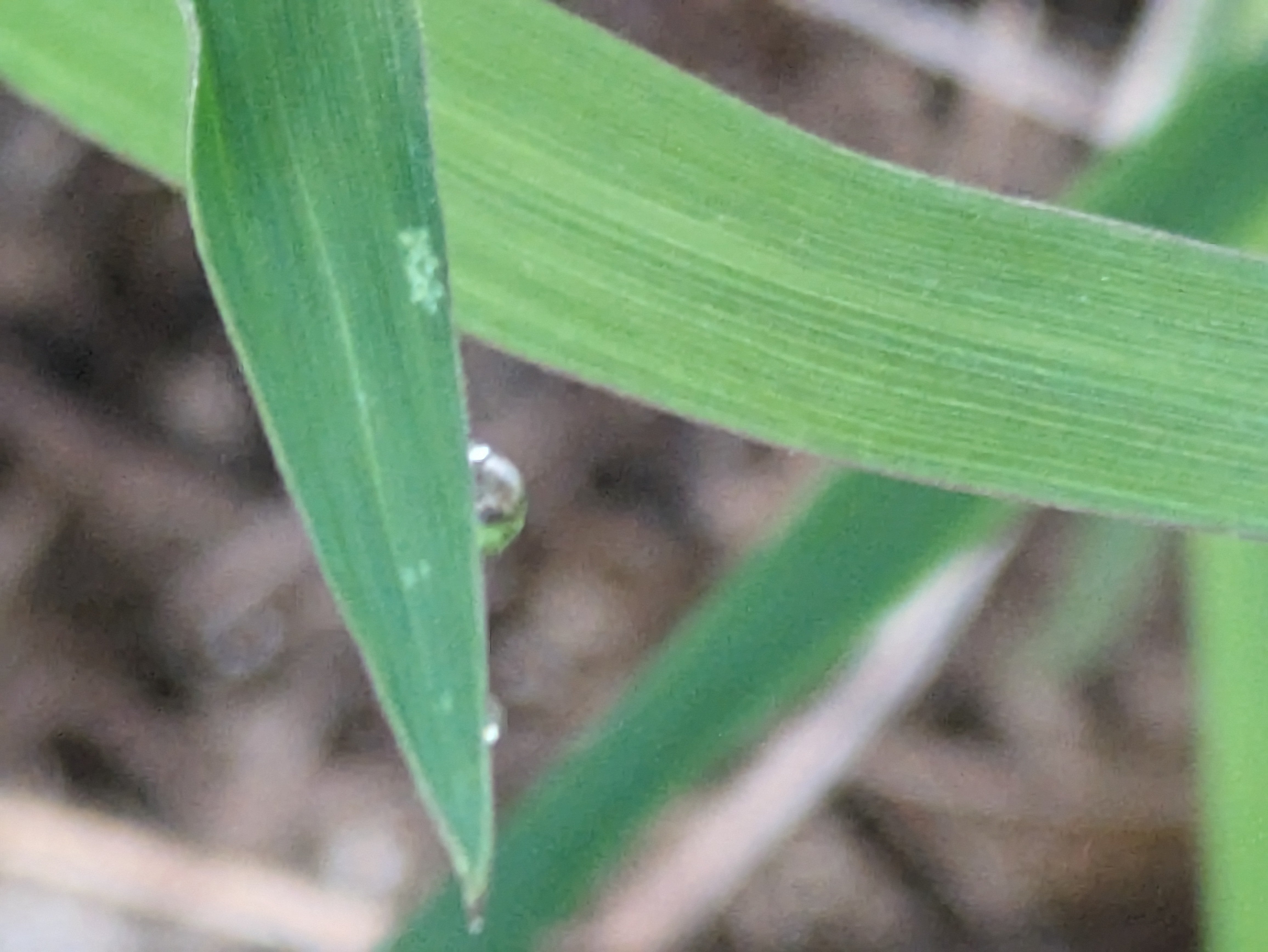 今朝の水滴｜ichiro70