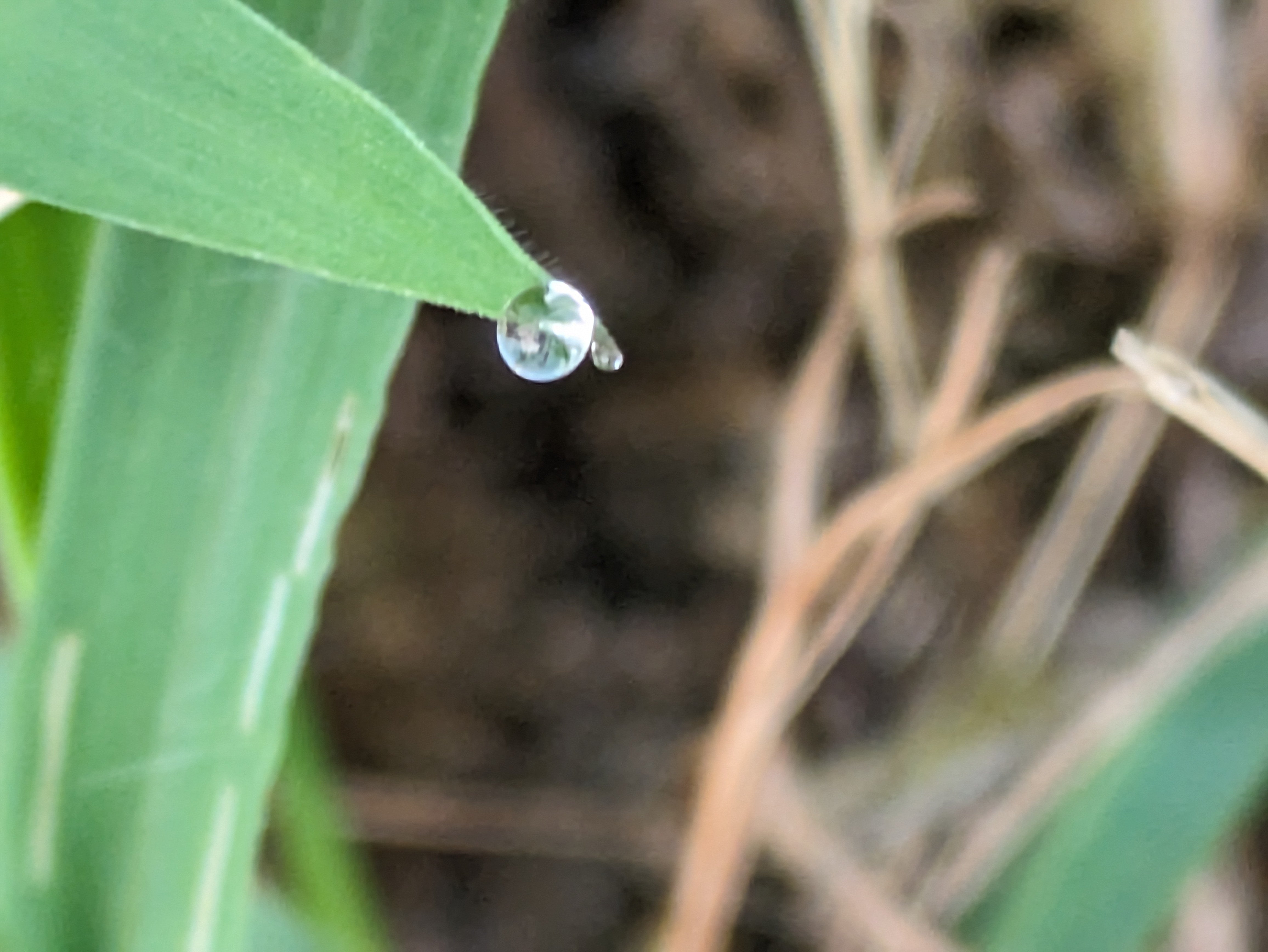 今朝の水滴｜ichiro70