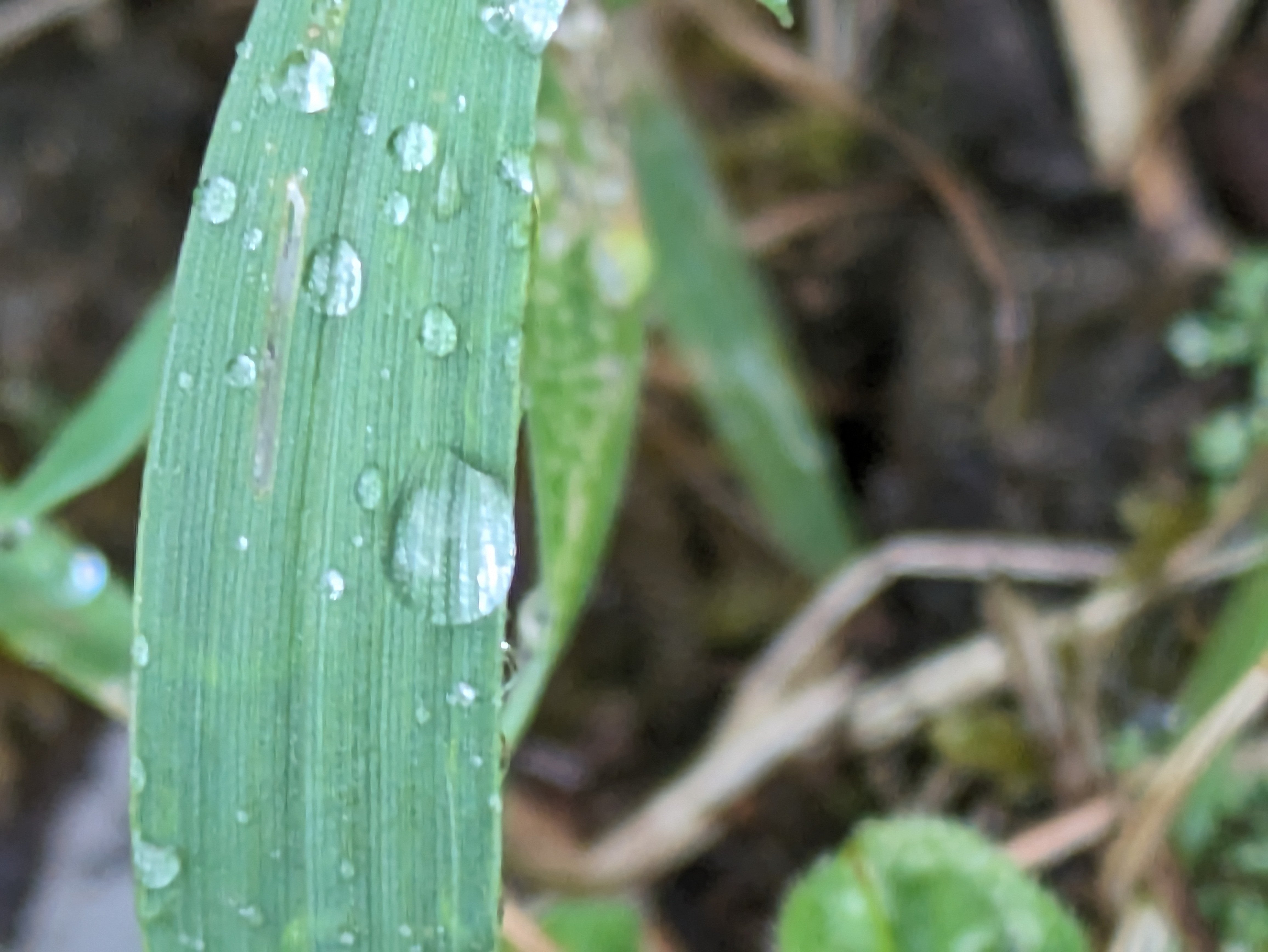 にわか雨 ③｜ichiro70