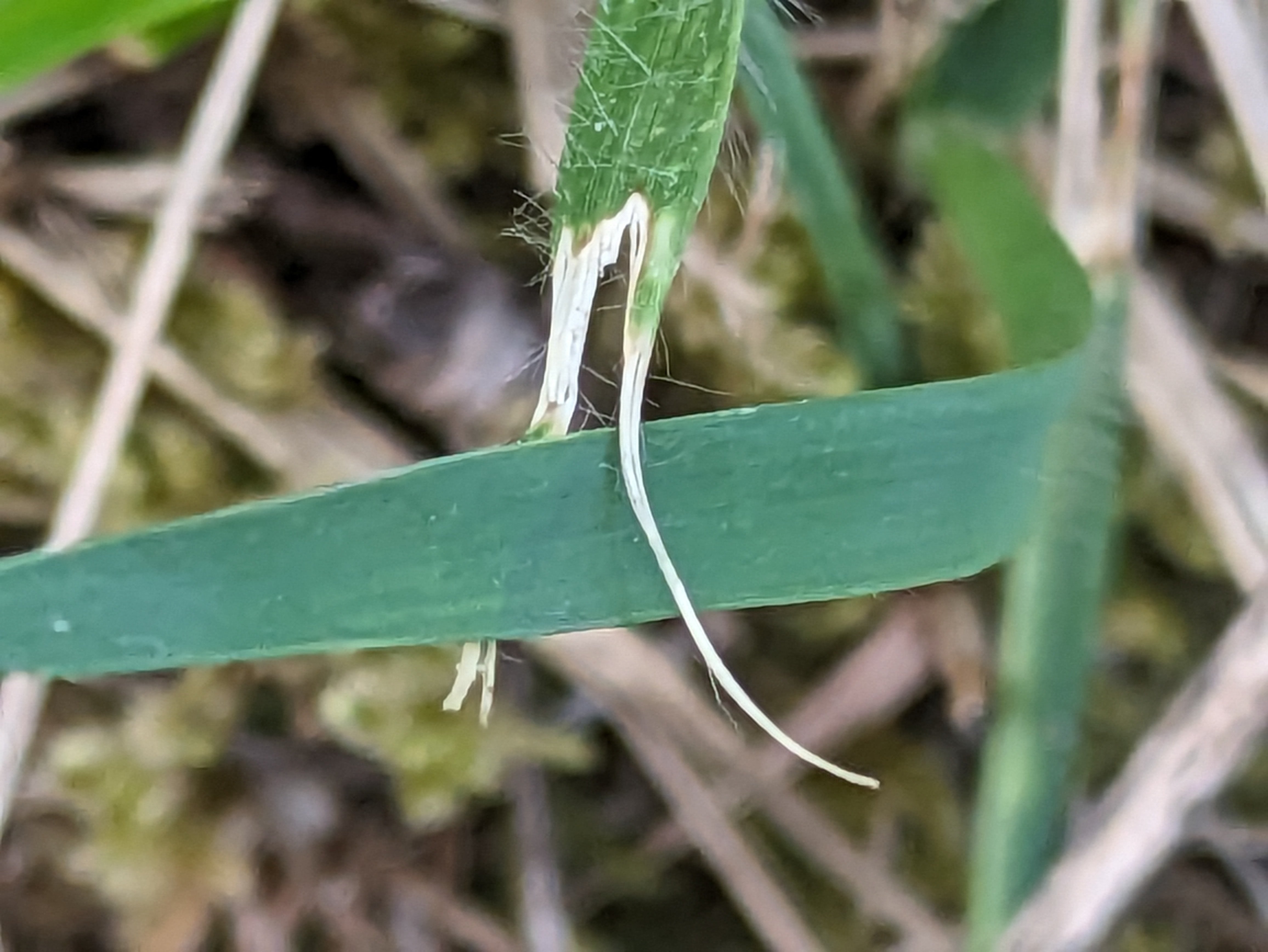 先っちょ ②｜ichiro70