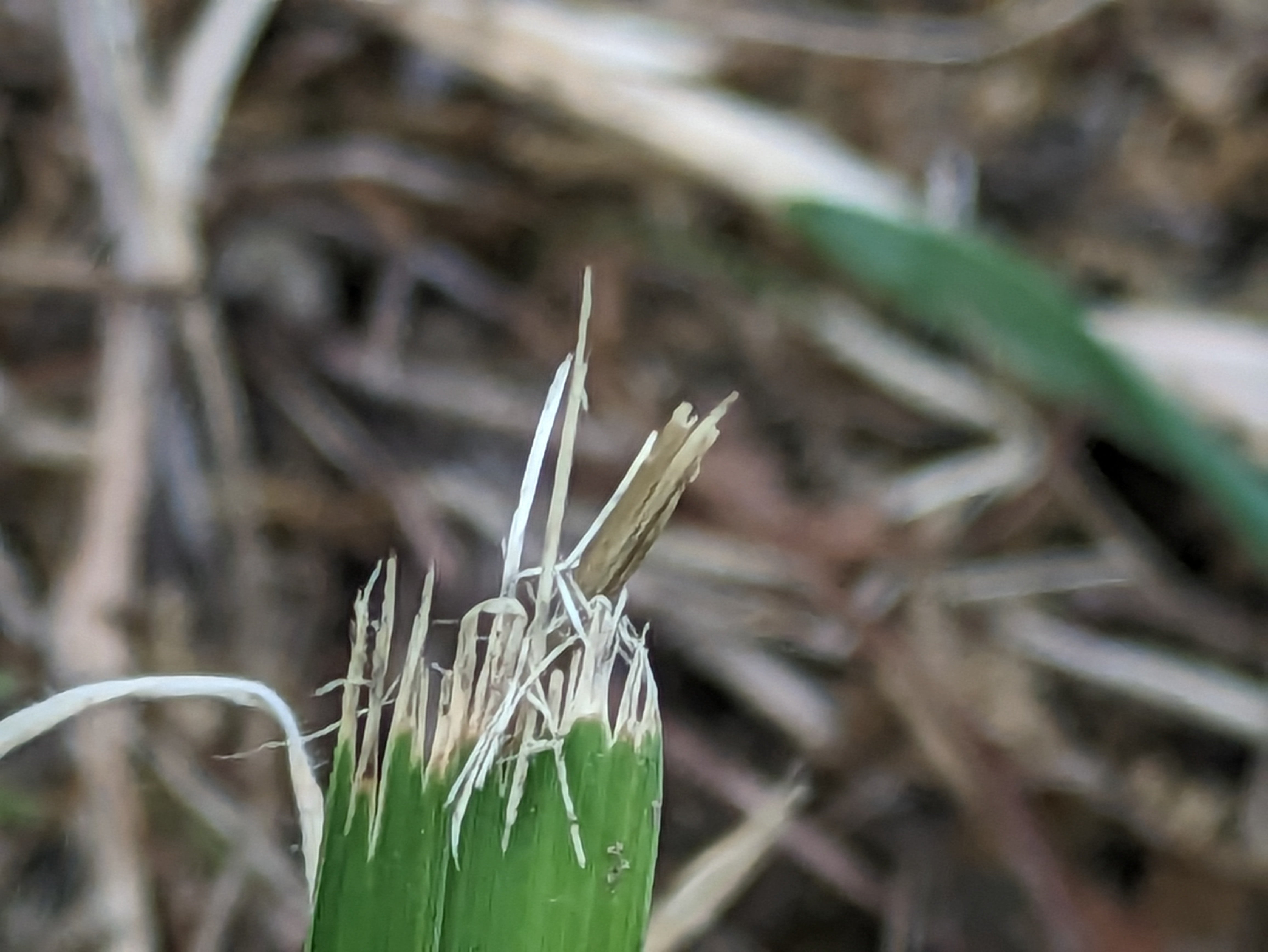 先っちょ ②｜ichiro70