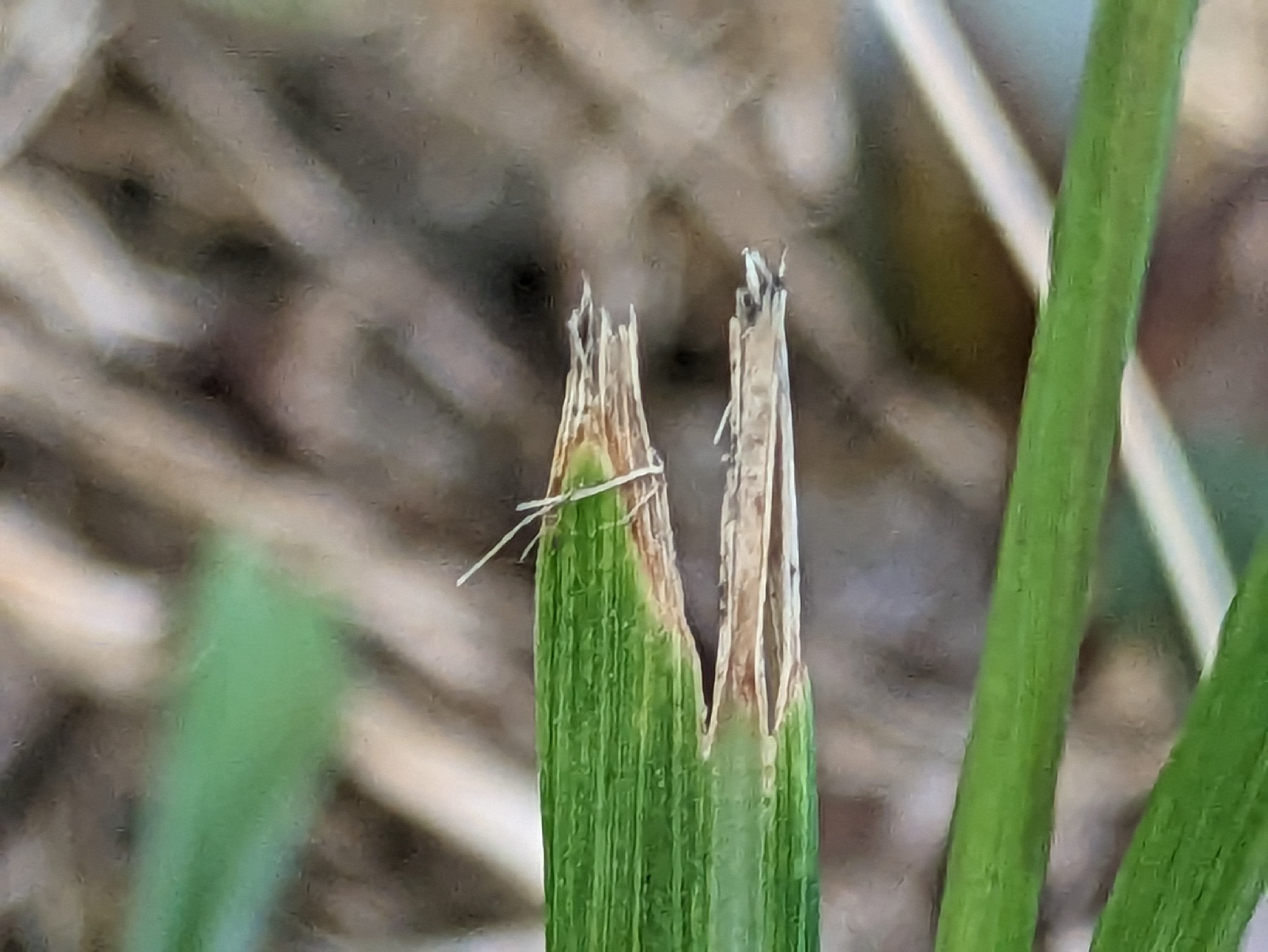 先っちょ ②｜ichiro70