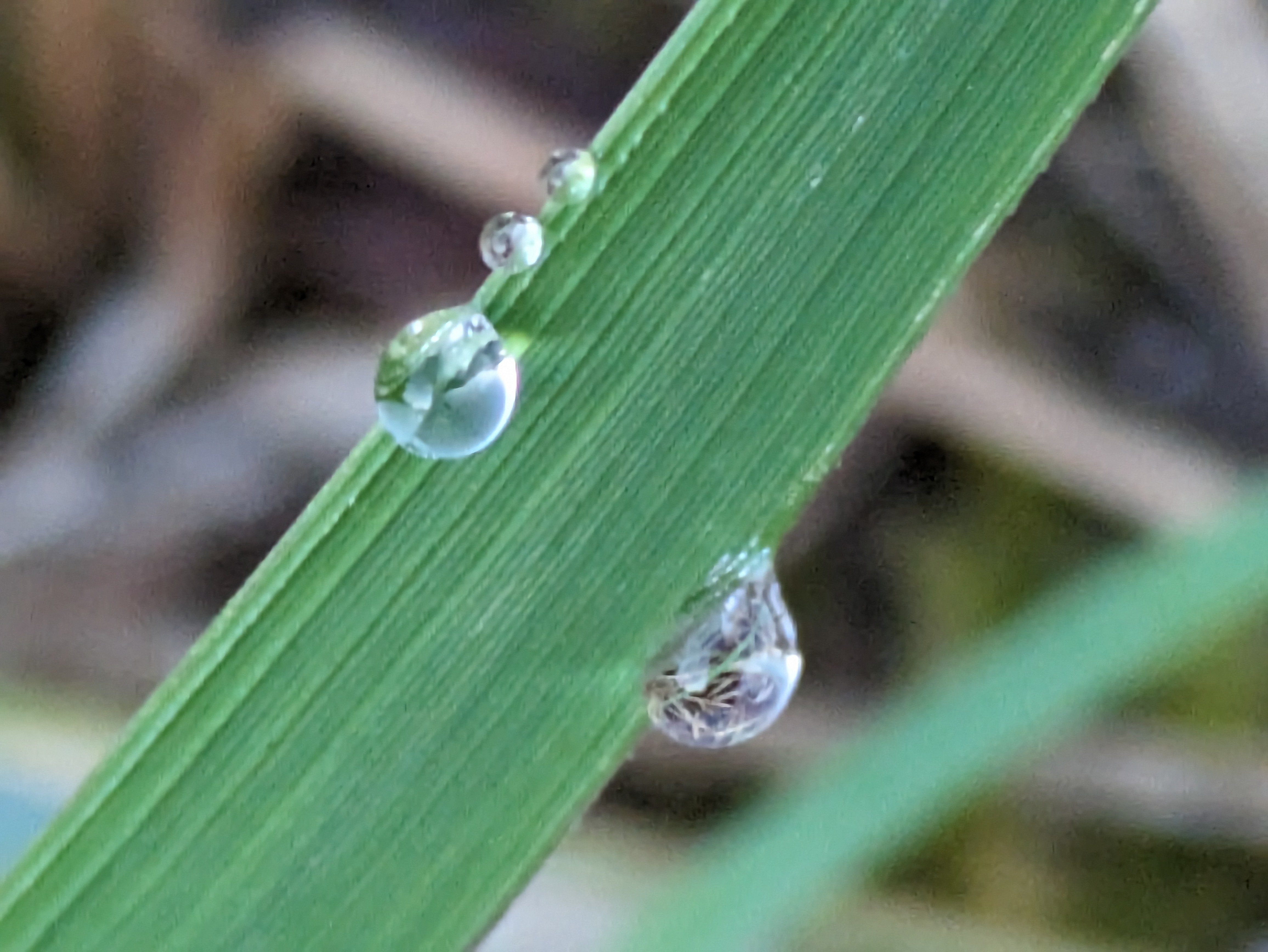 今朝の水滴 ②｜ichiro70