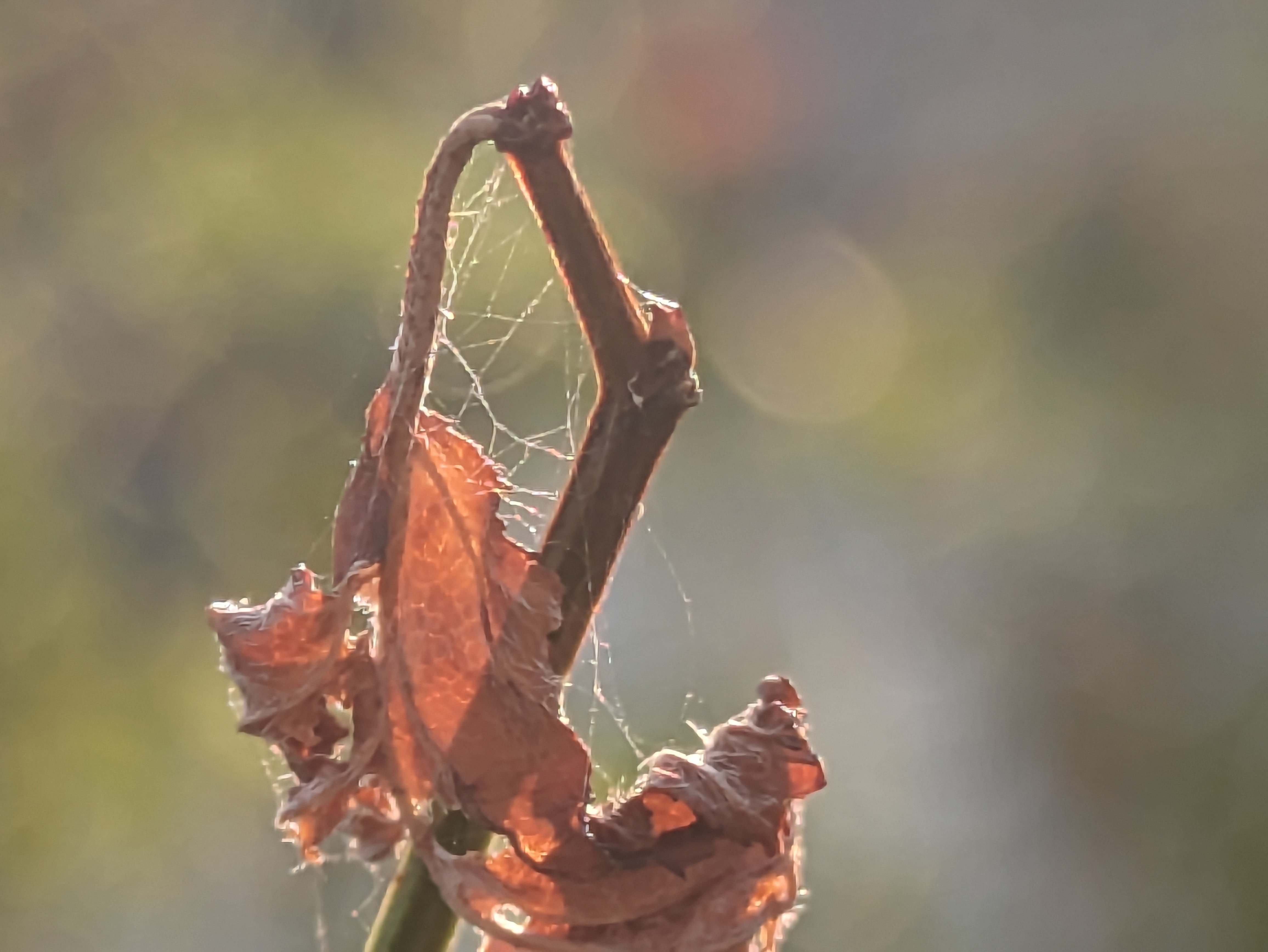 先っちょ②｜ichiro70