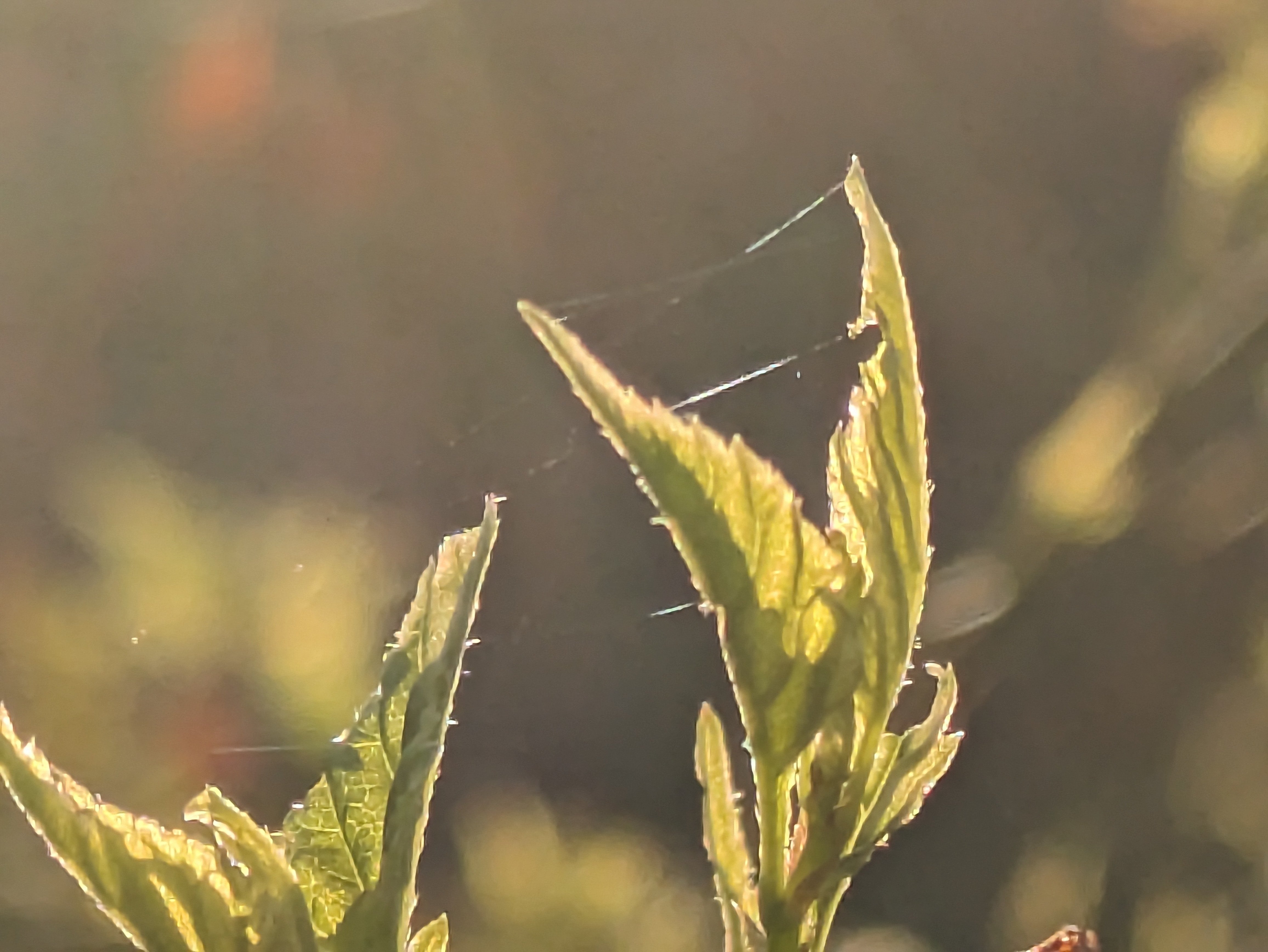 先っちょ②｜ichiro70