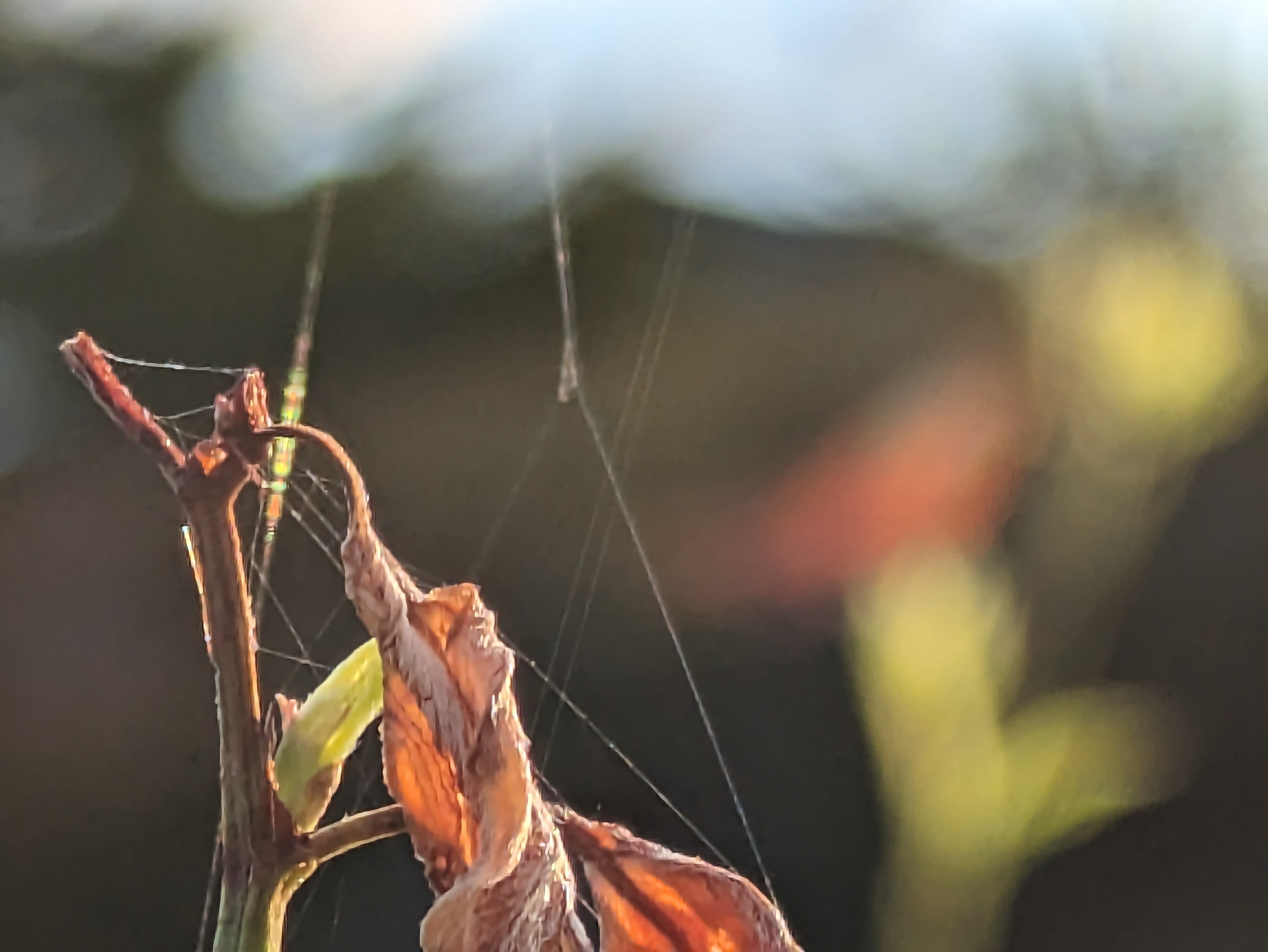 先っちょ②｜ichiro70