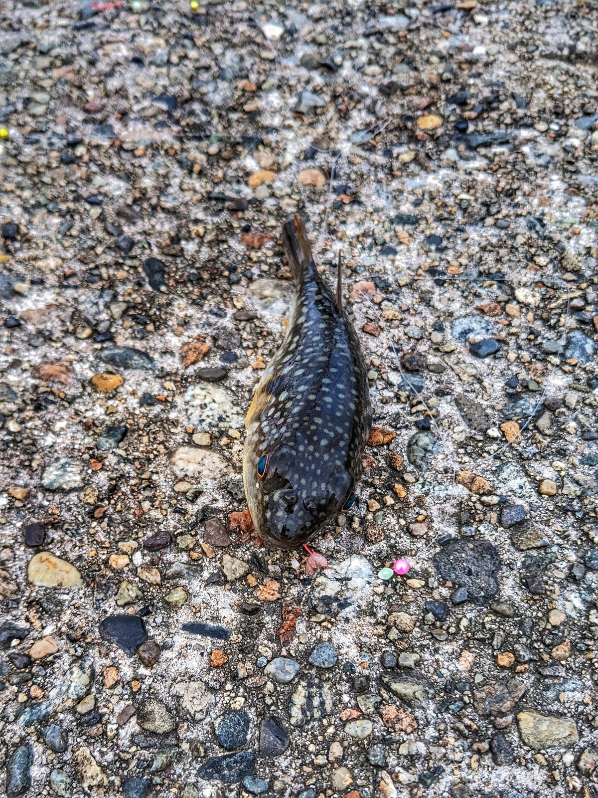 こうやってもシーバスは釣れなかった、という情報が好き｜kako-jun