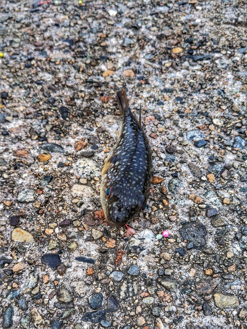 こうやってもシーバスは釣れなかった、という情報が好き｜kako_jun