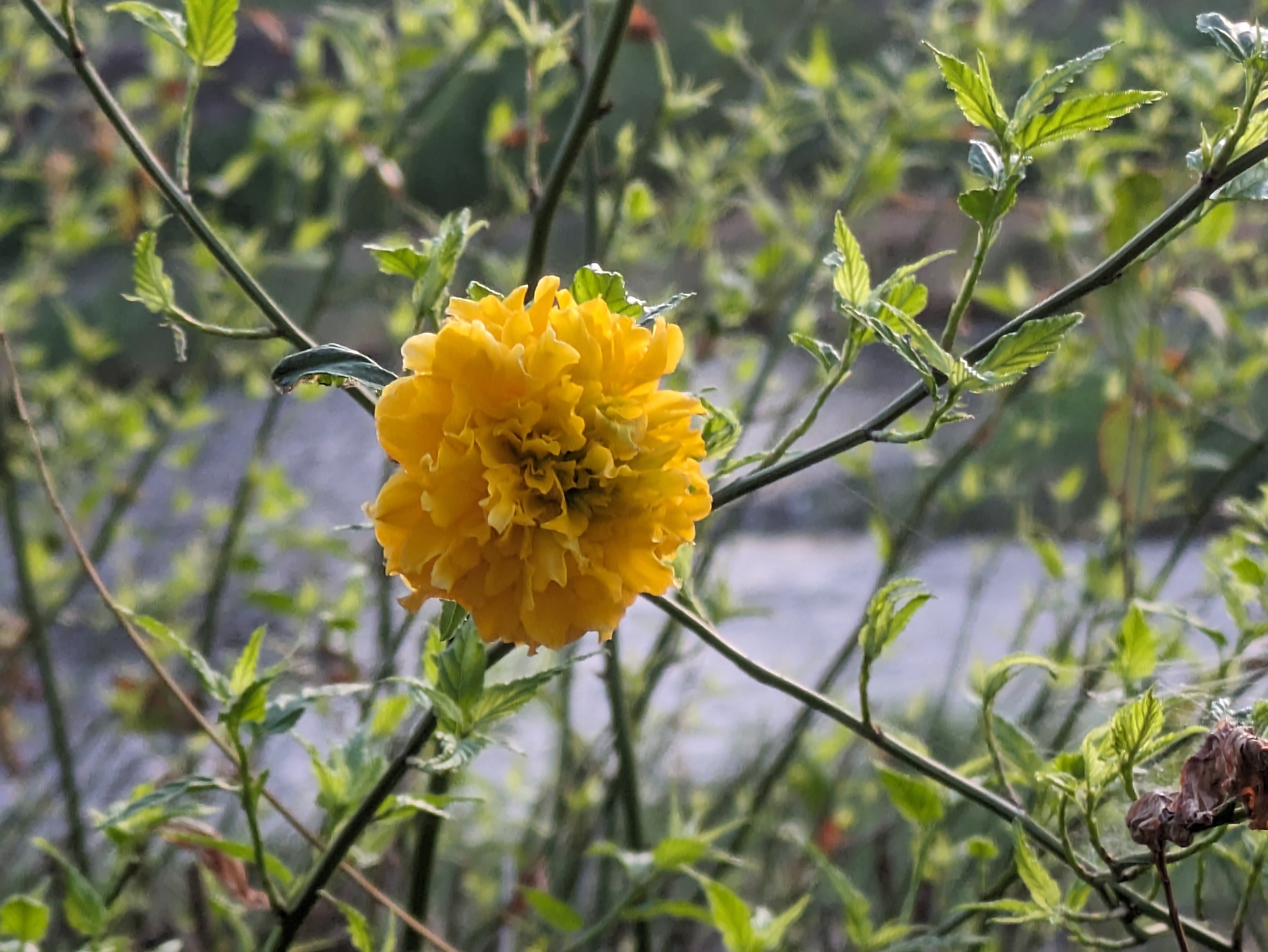 今朝の賀茂川②｜ichiro70