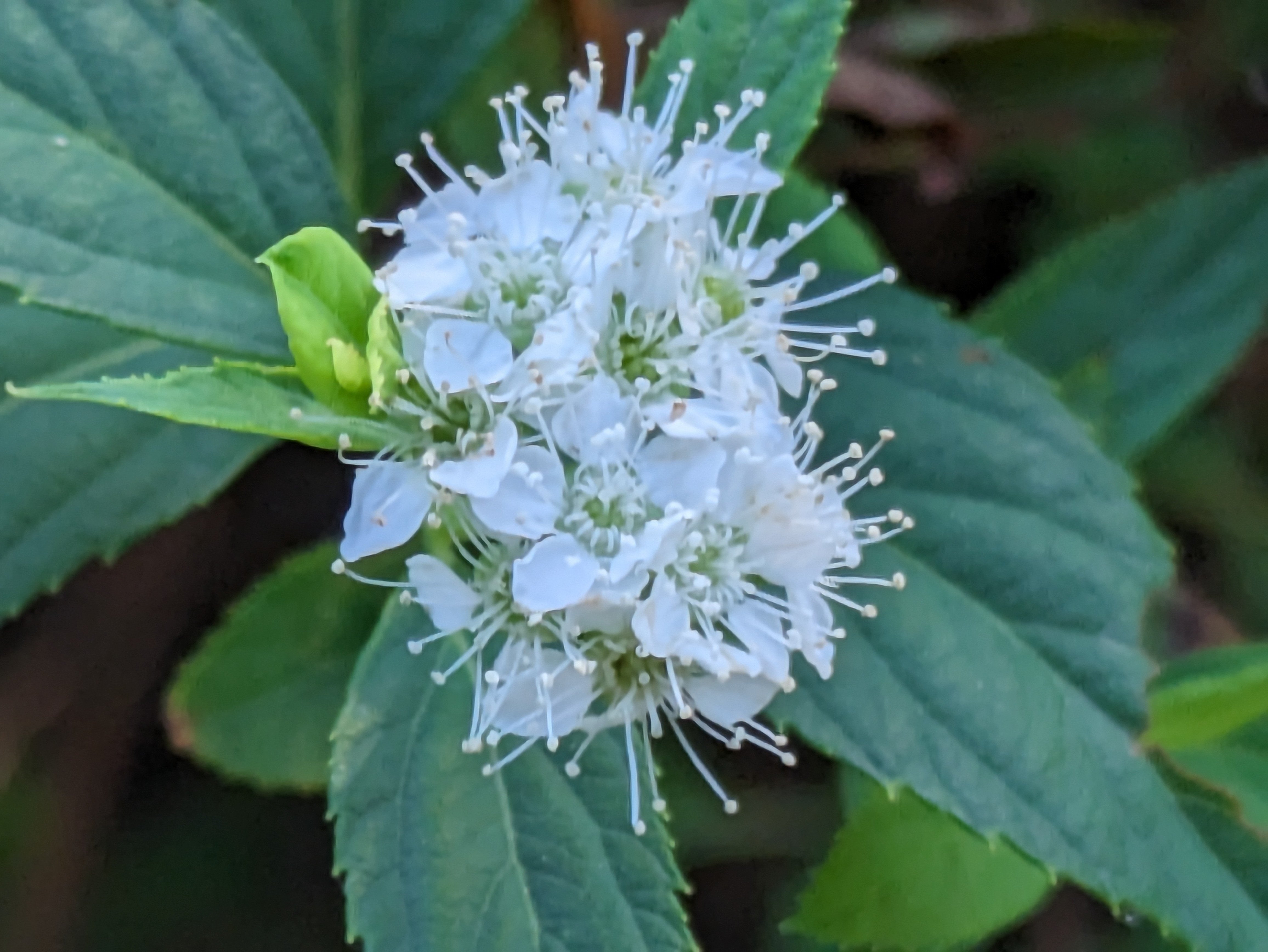 今朝の賀茂川②｜ichiro70