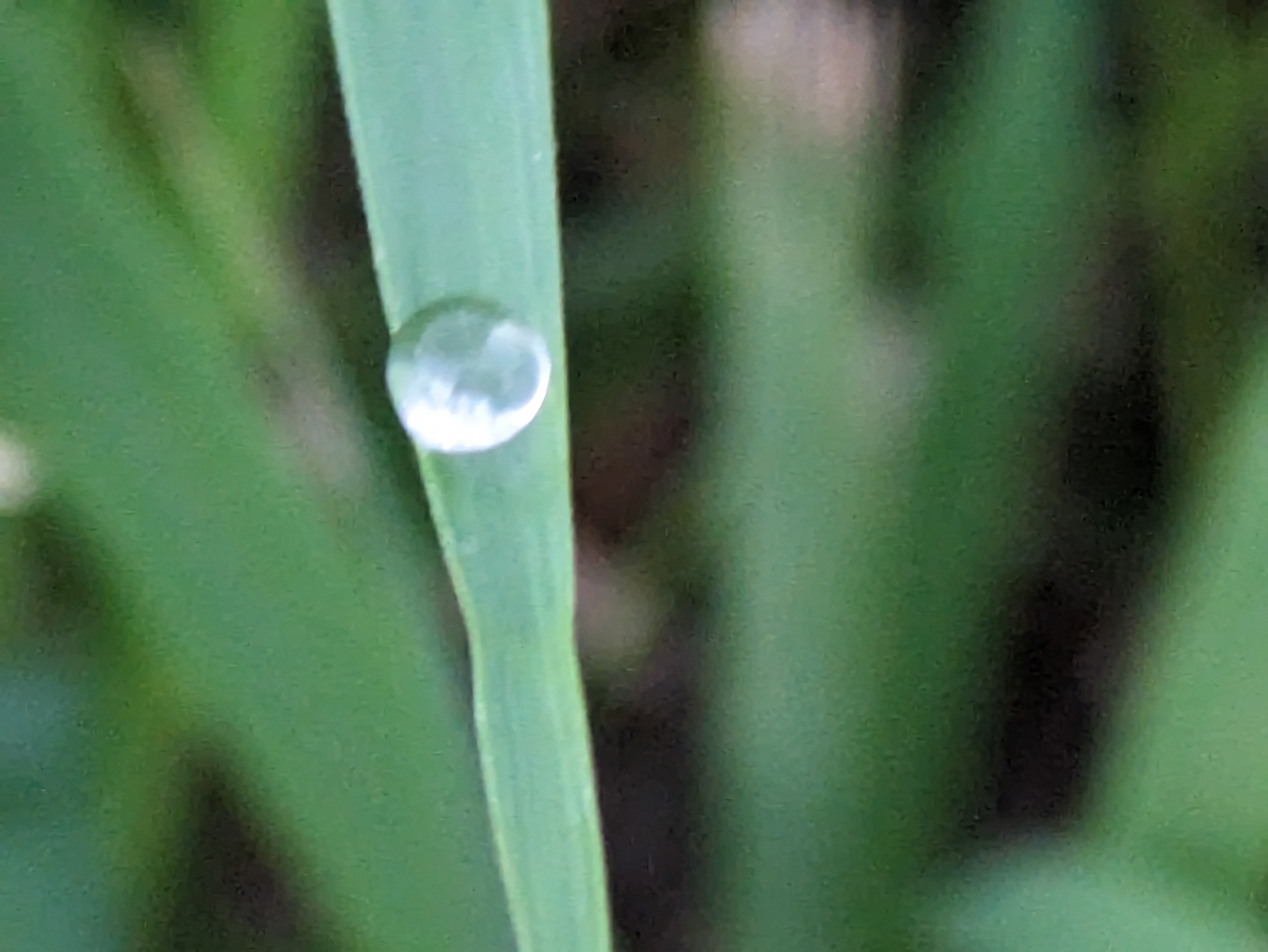 今朝の水滴 ②｜ichiro70