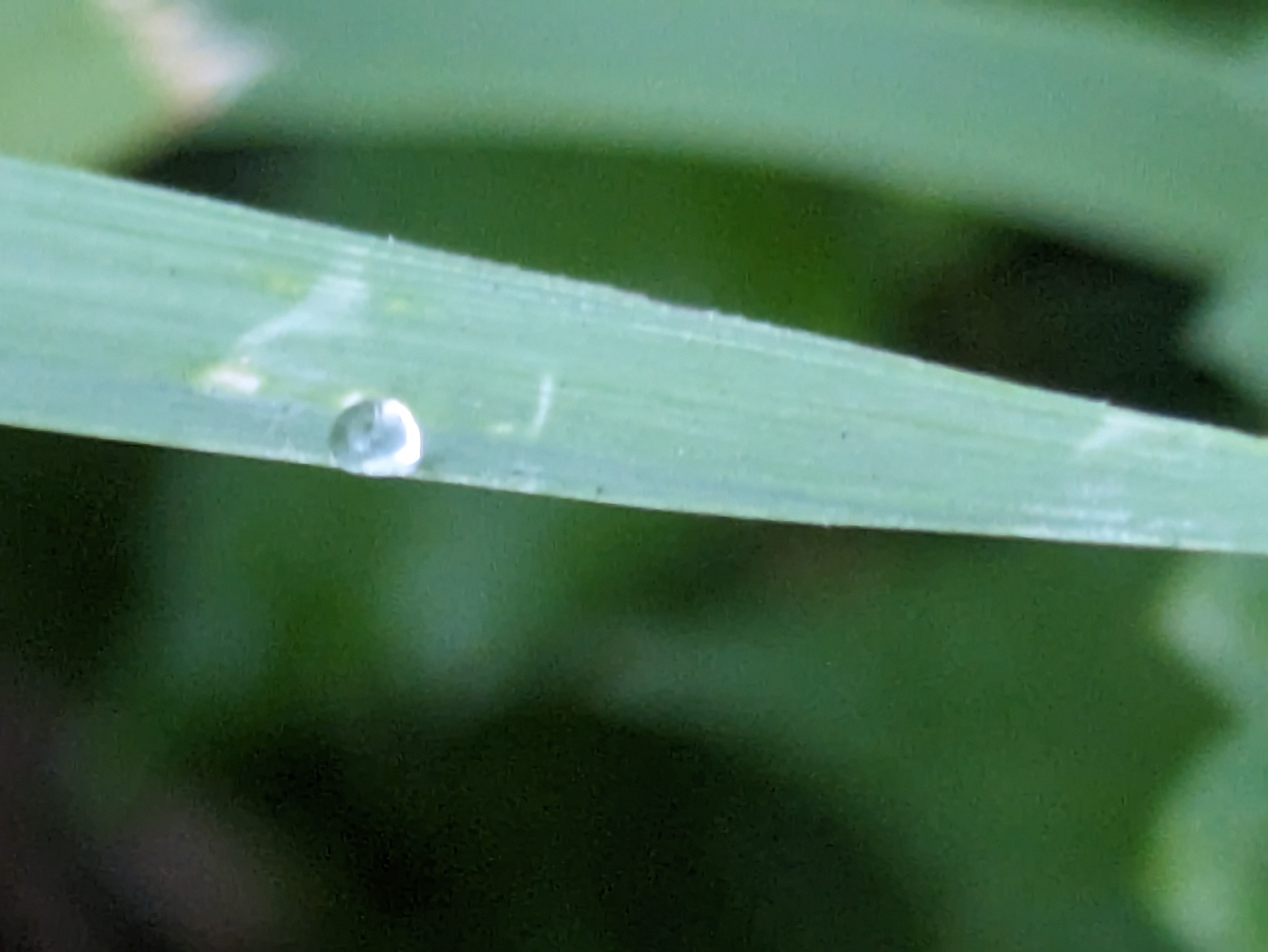 今朝の水滴 ②｜ichiro70