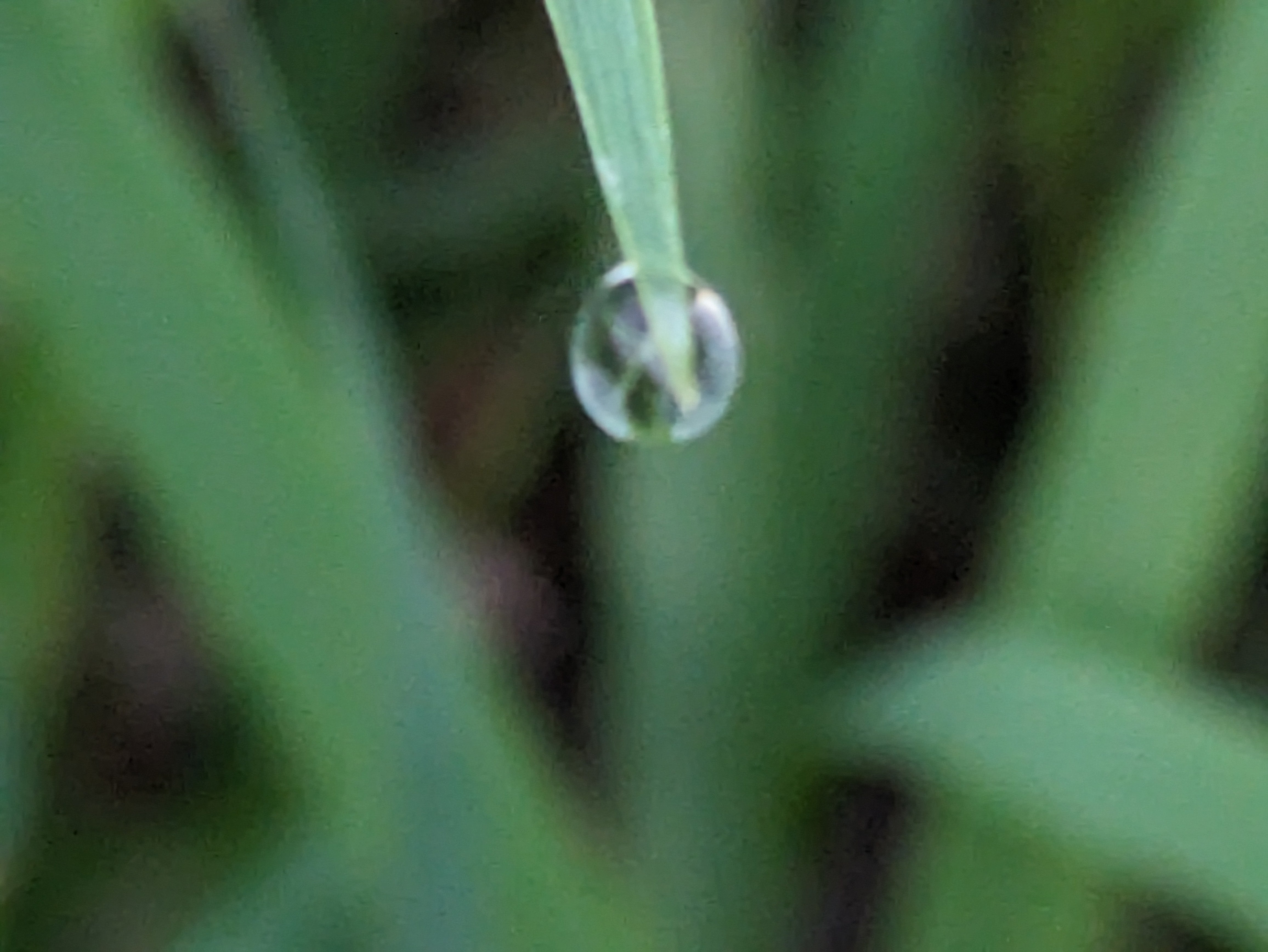 今朝の水滴 ②｜ichiro70