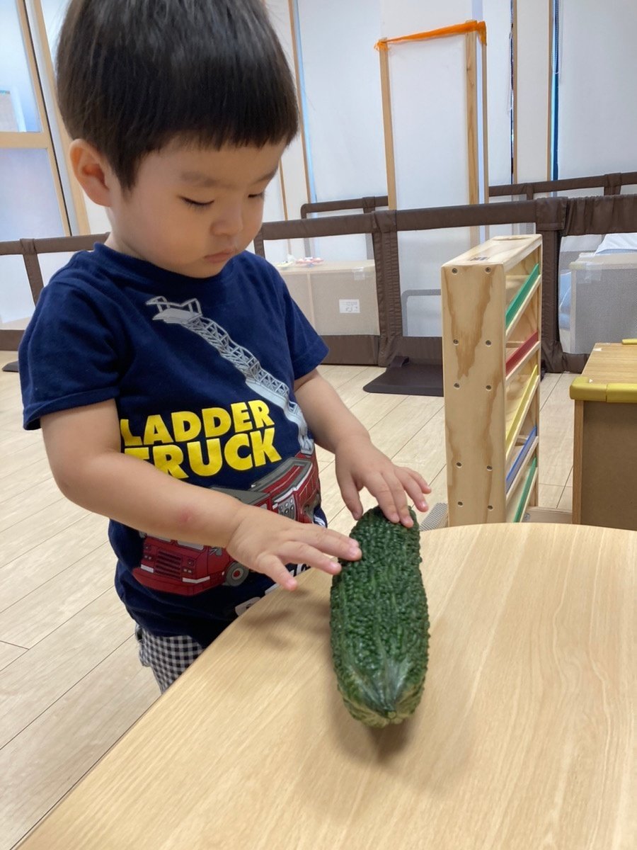 ゴーヤで食育（マフィス白楽ナーサリー）｜Maffice -マフィス- | 保育note
