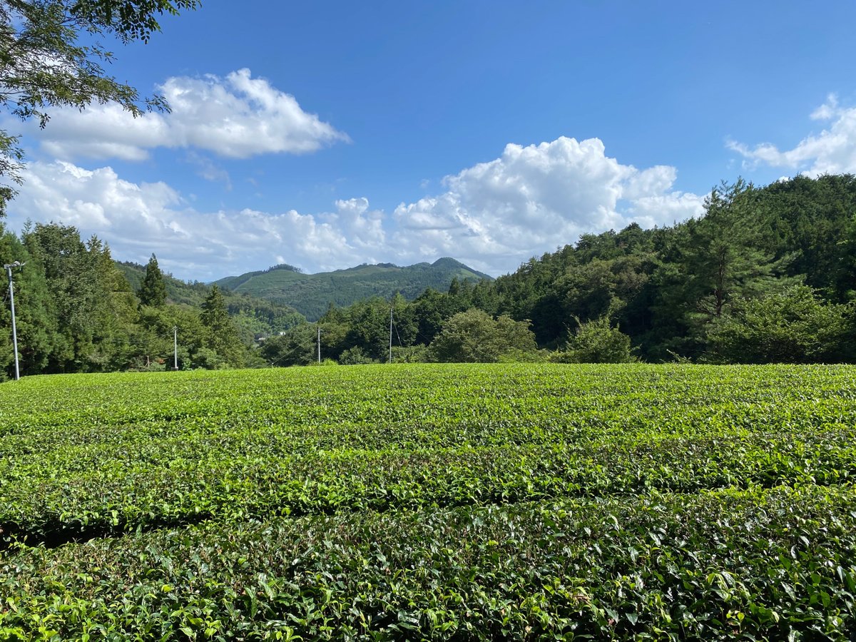 日本北限のお茶？！奥久慈茶を時間のない忙しい現代人へ届けたい ー茨城県久慈郡大子町のまち自慢｜FOUNDING SELECTION
