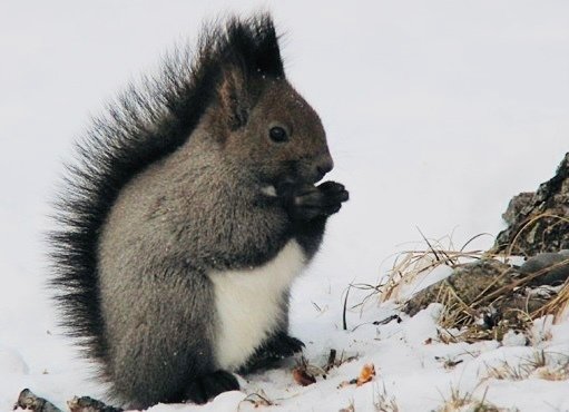 リス squirrel｜Hideki_Matsuo©️