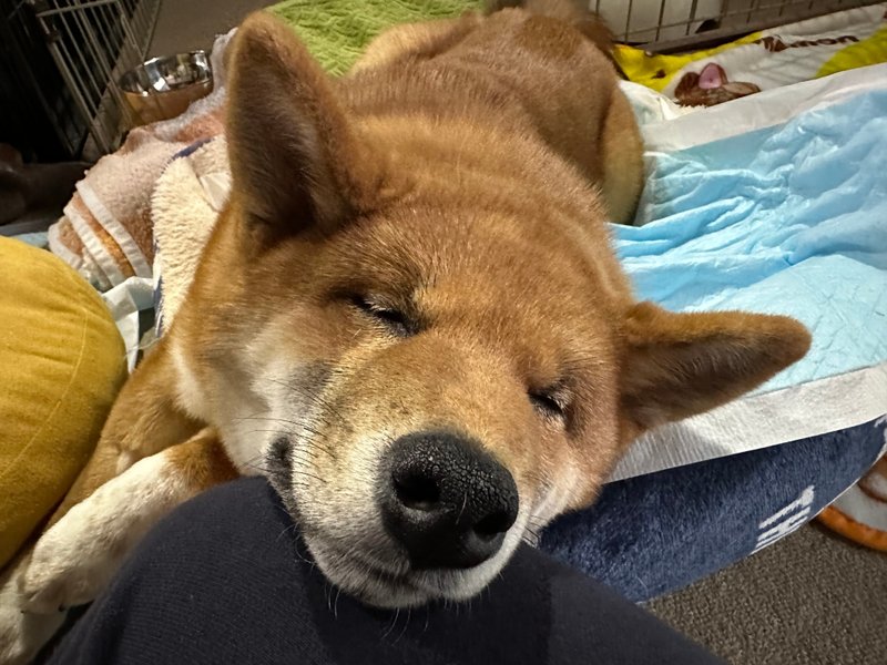 こなつチャンネル(37)空輸！？｜NicePapa 平野 尚志