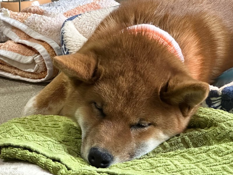 こなつチャンネル(37)空輸！？｜NicePapa 平野 尚志