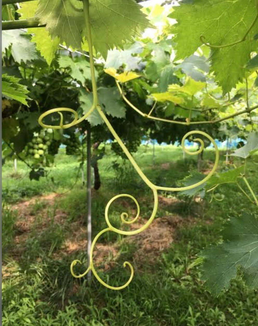 Crrit公式note｜ブドウのくるくるの会社の自己紹介｜Crrit