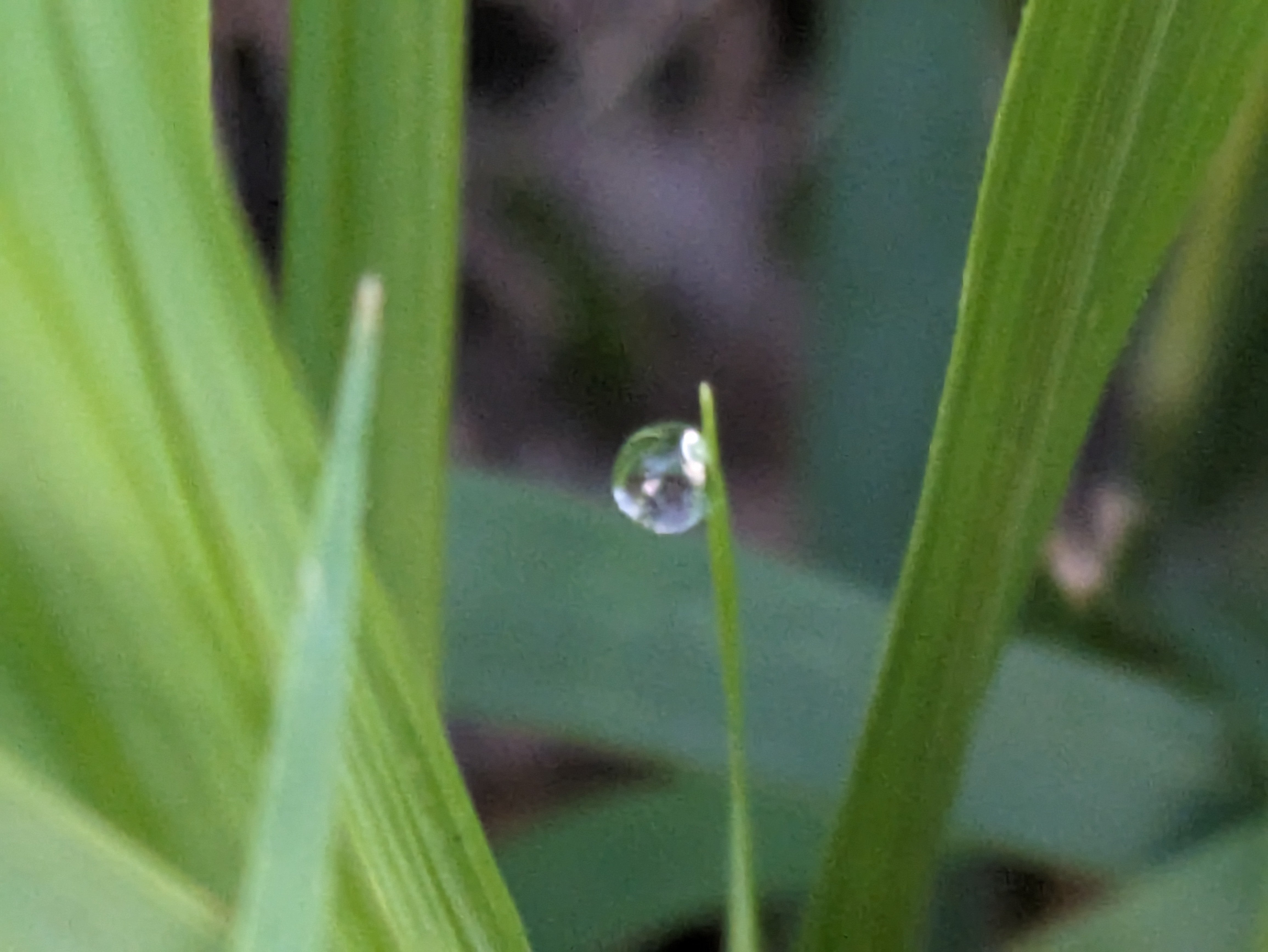 今朝の水滴｜ichiro70