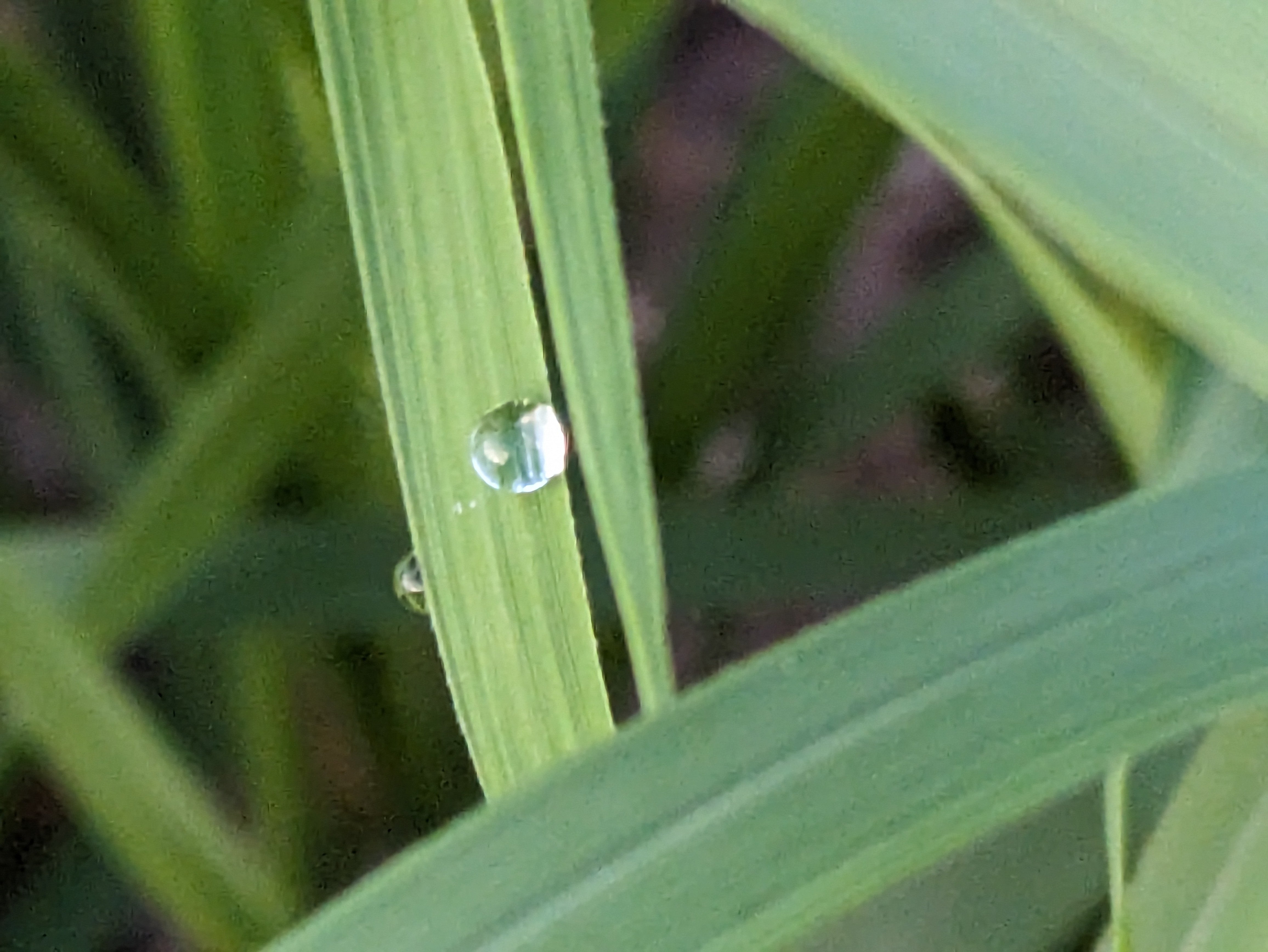 今朝の水滴｜ichiro70