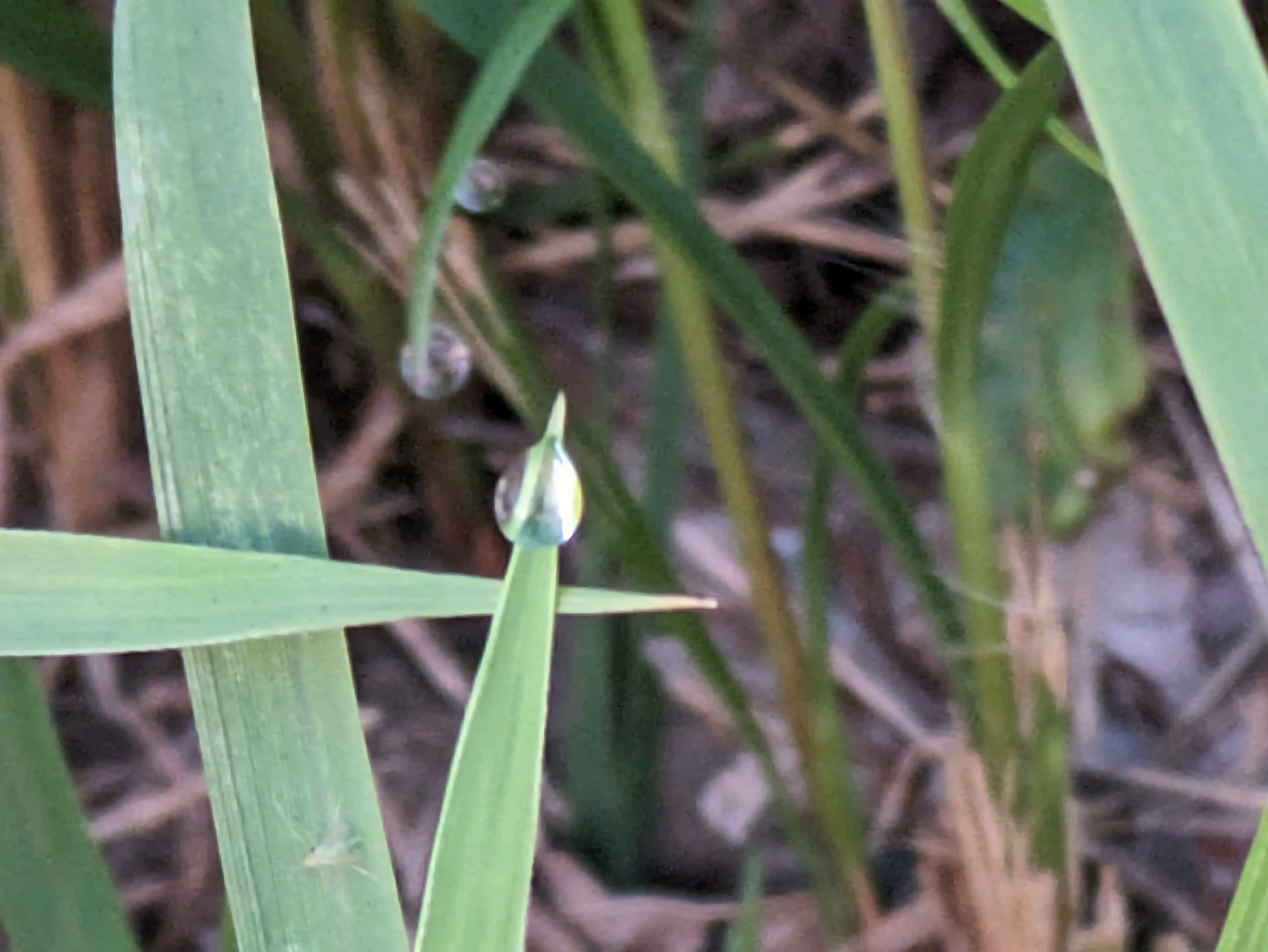 今朝の水滴｜ichiro70